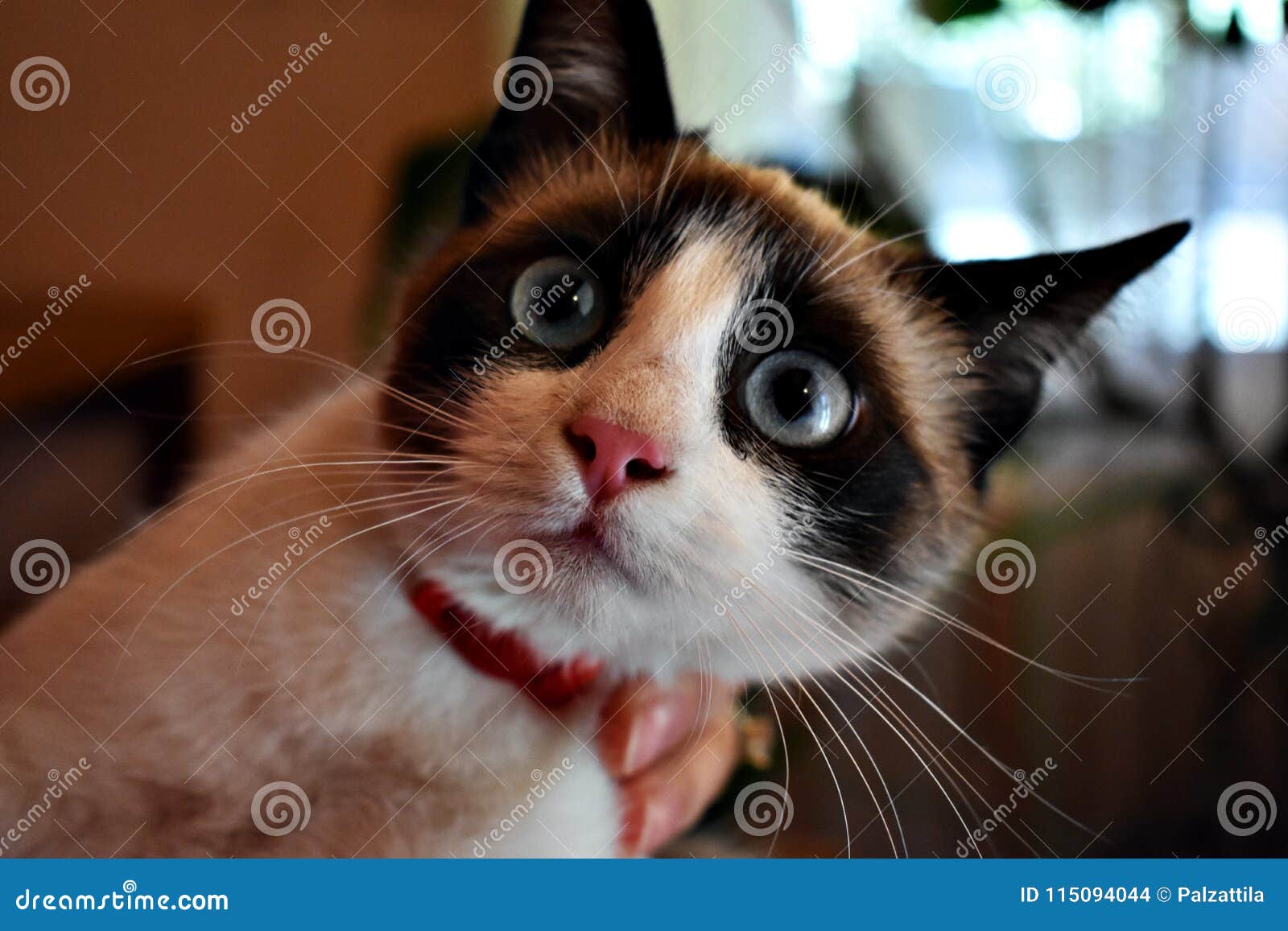 Cat Paying Attention To the Camera Stock Photo - Image of eyes, purr ...