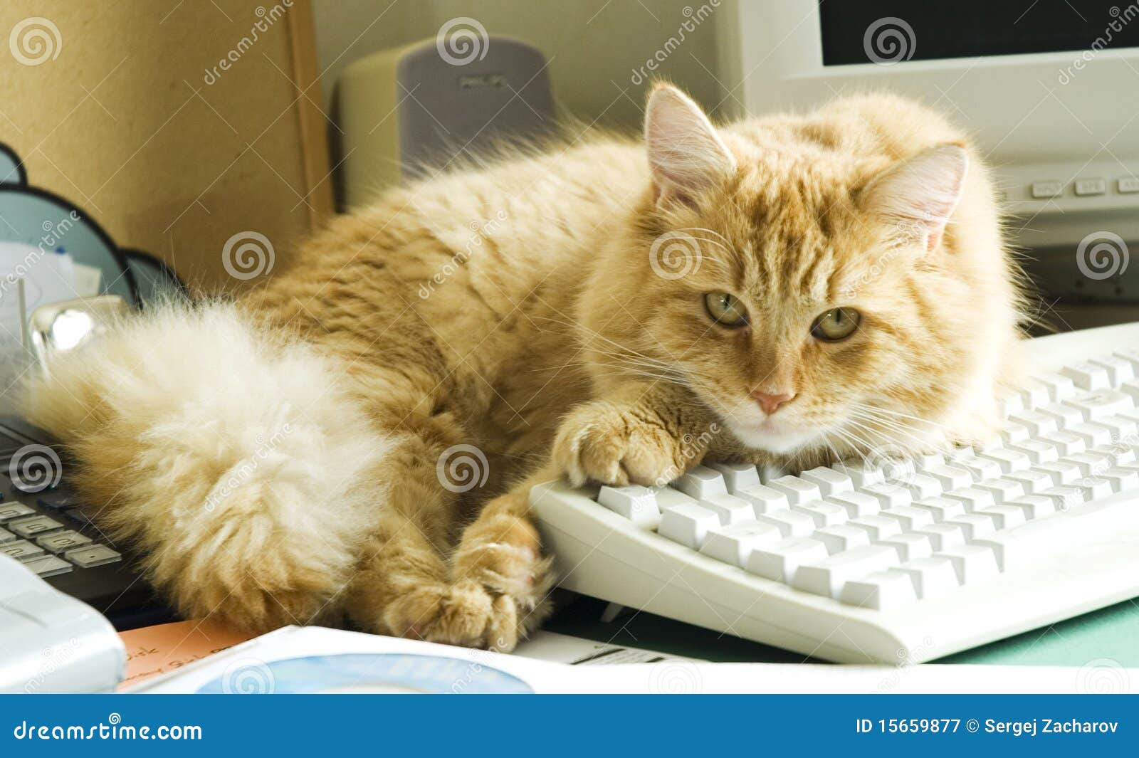 Cat and PC stock image. Image of home, pets, keyboard - 15659877