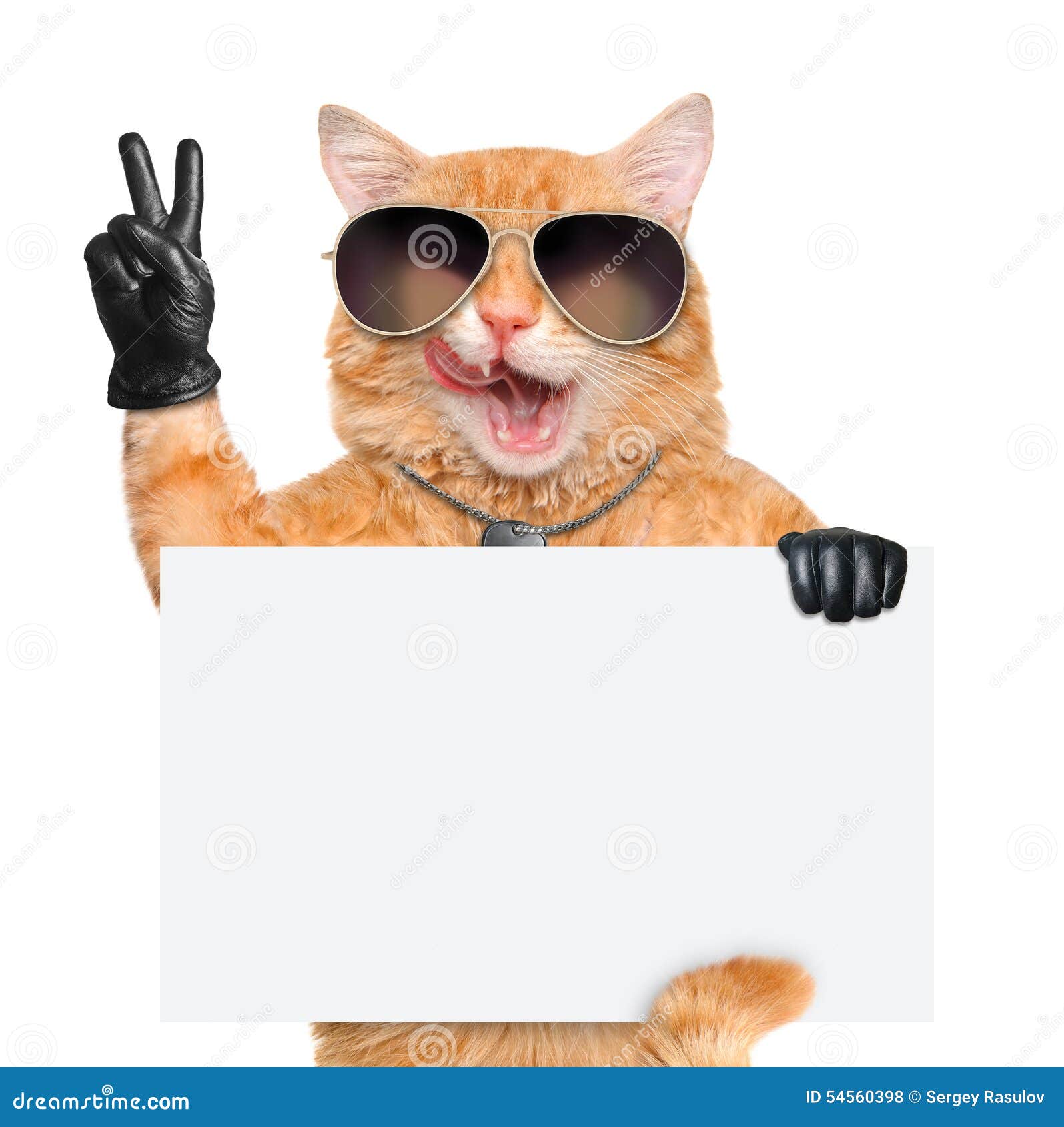 Cat with Peace Fingers in Black Leather Stock Photo - Image of smiley ...