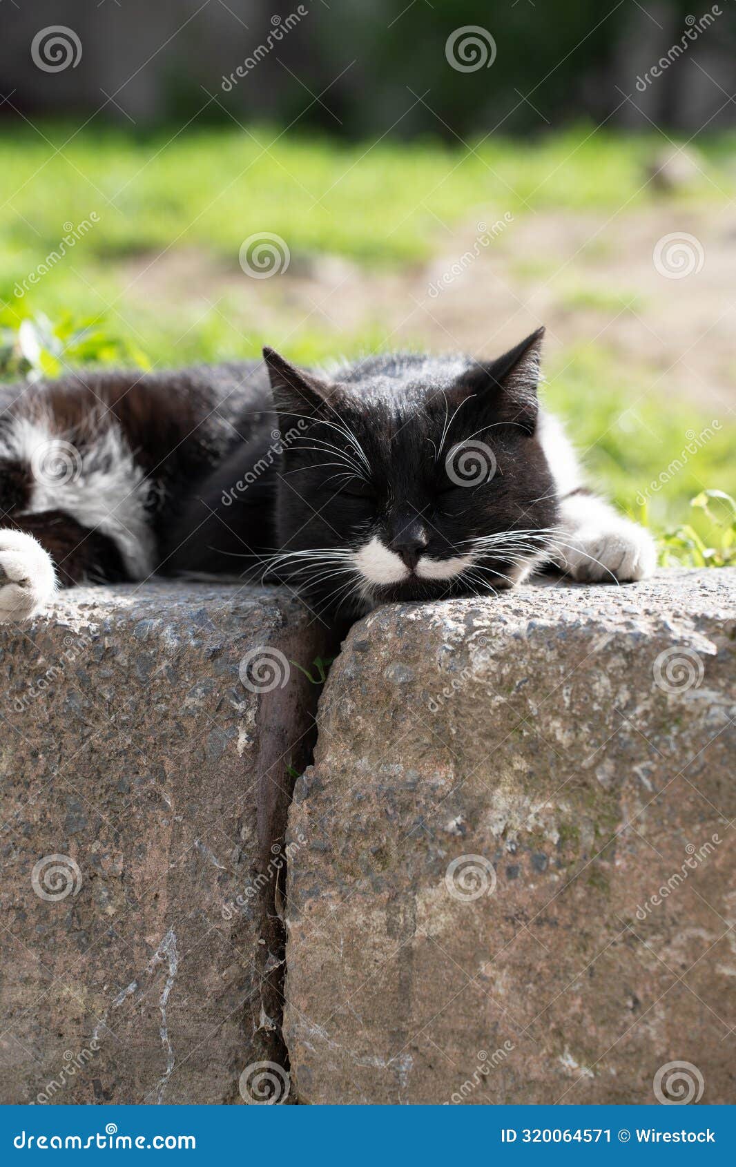 Cat Peacefully Napping on a Concrete Ledge Outdoors Stock Image - Image ...