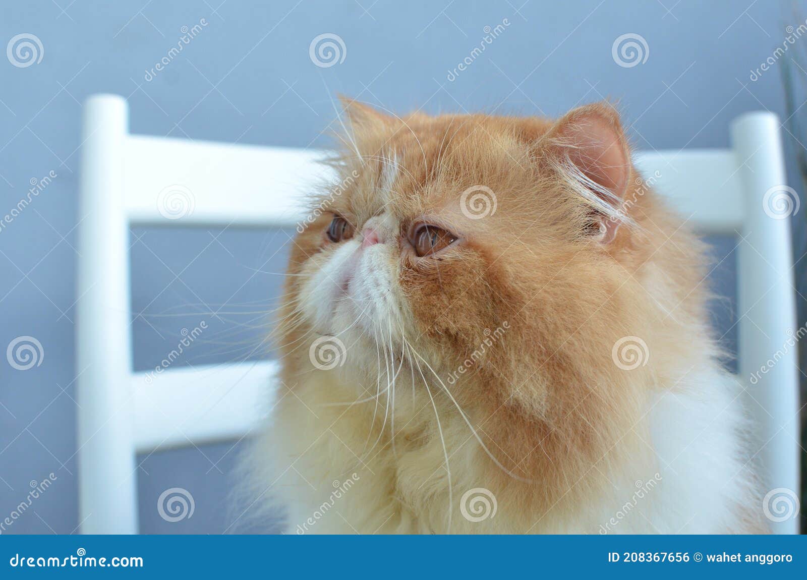 Cat peaknose cute stock photo. Image of kitten, face - 208367656