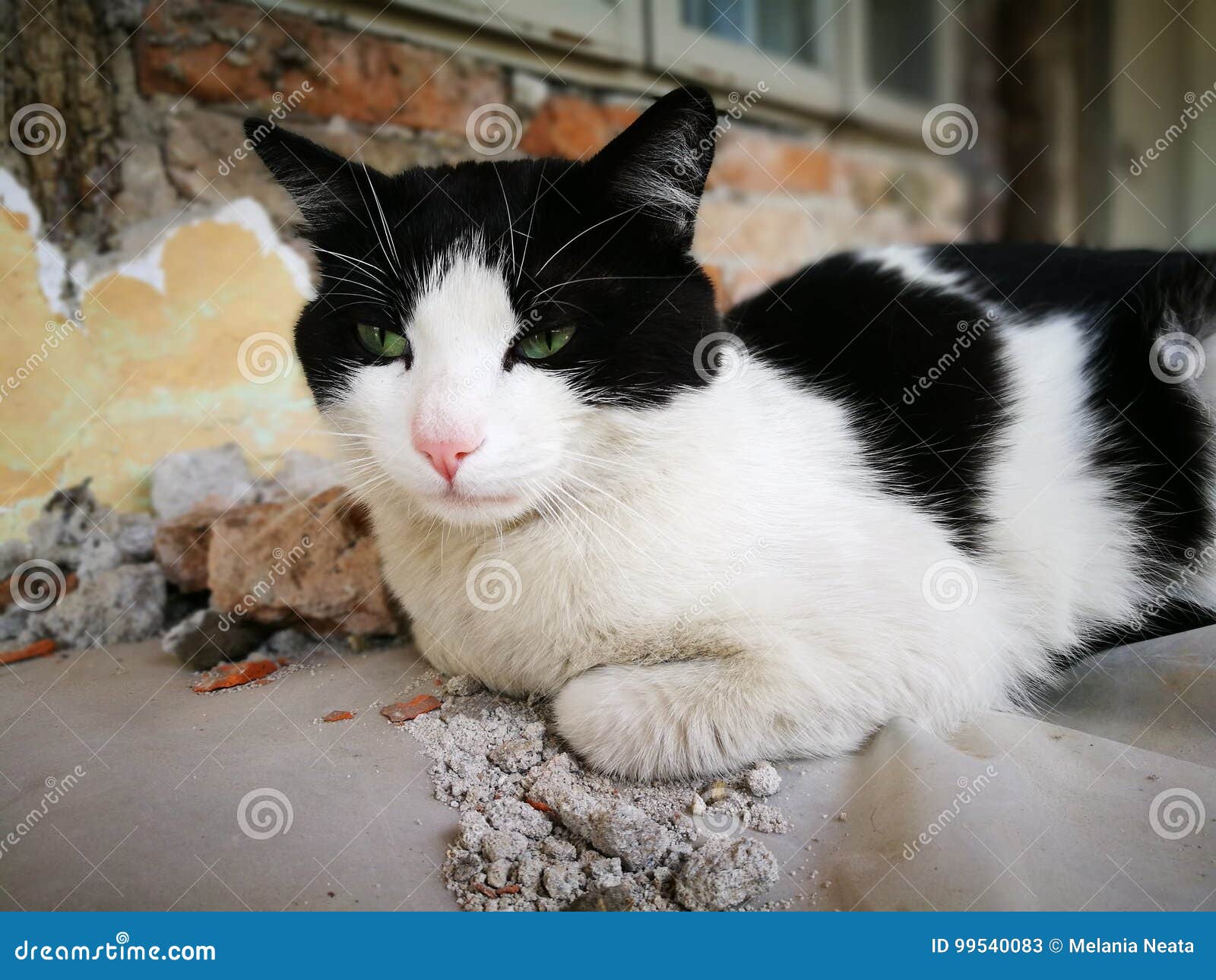 Moody cat stock image. Image of face, moody, expression - 99540083