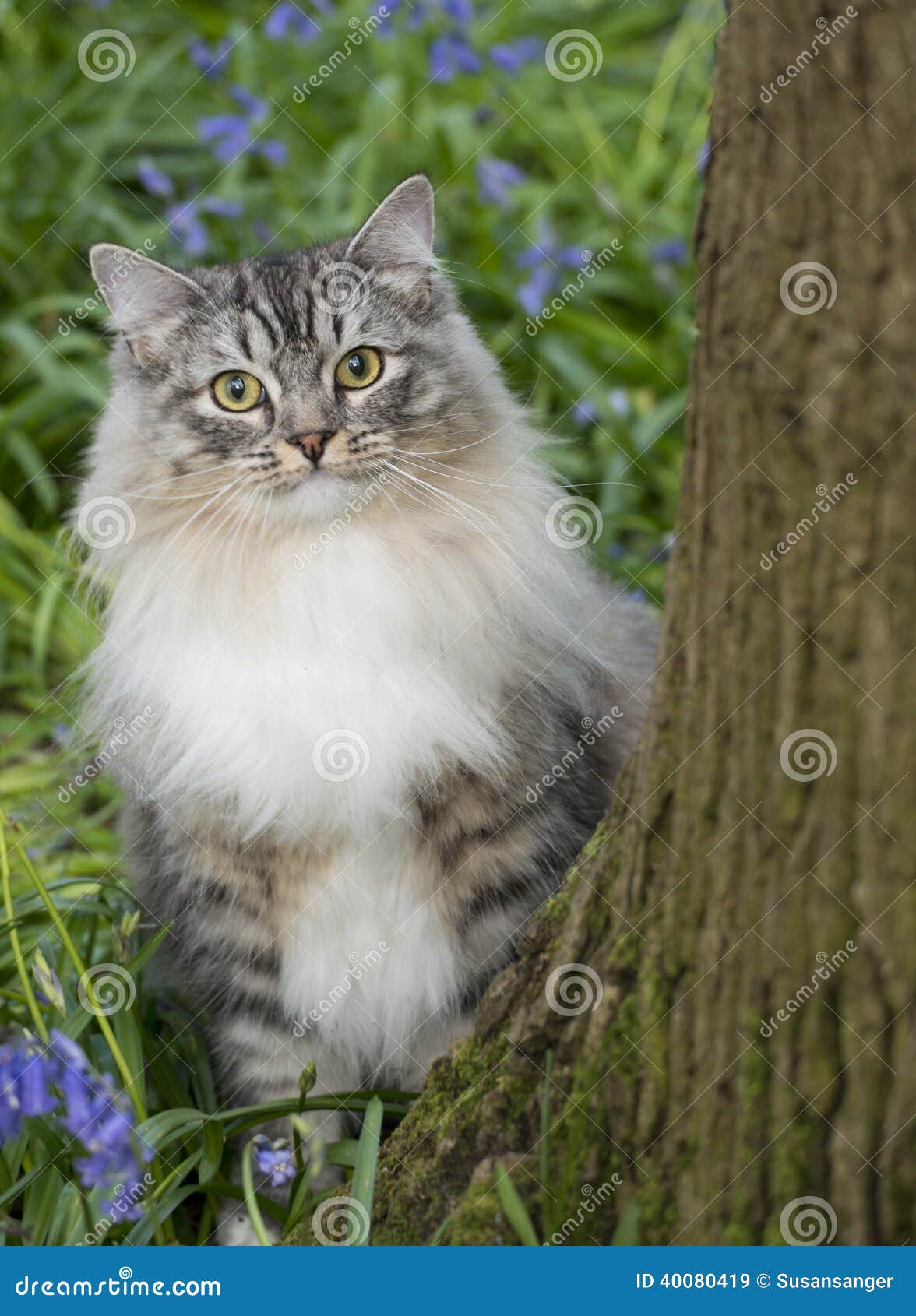 1,201 Cat Behind Tree Stock Photos - Free & Royalty-Free Stock Photos ...