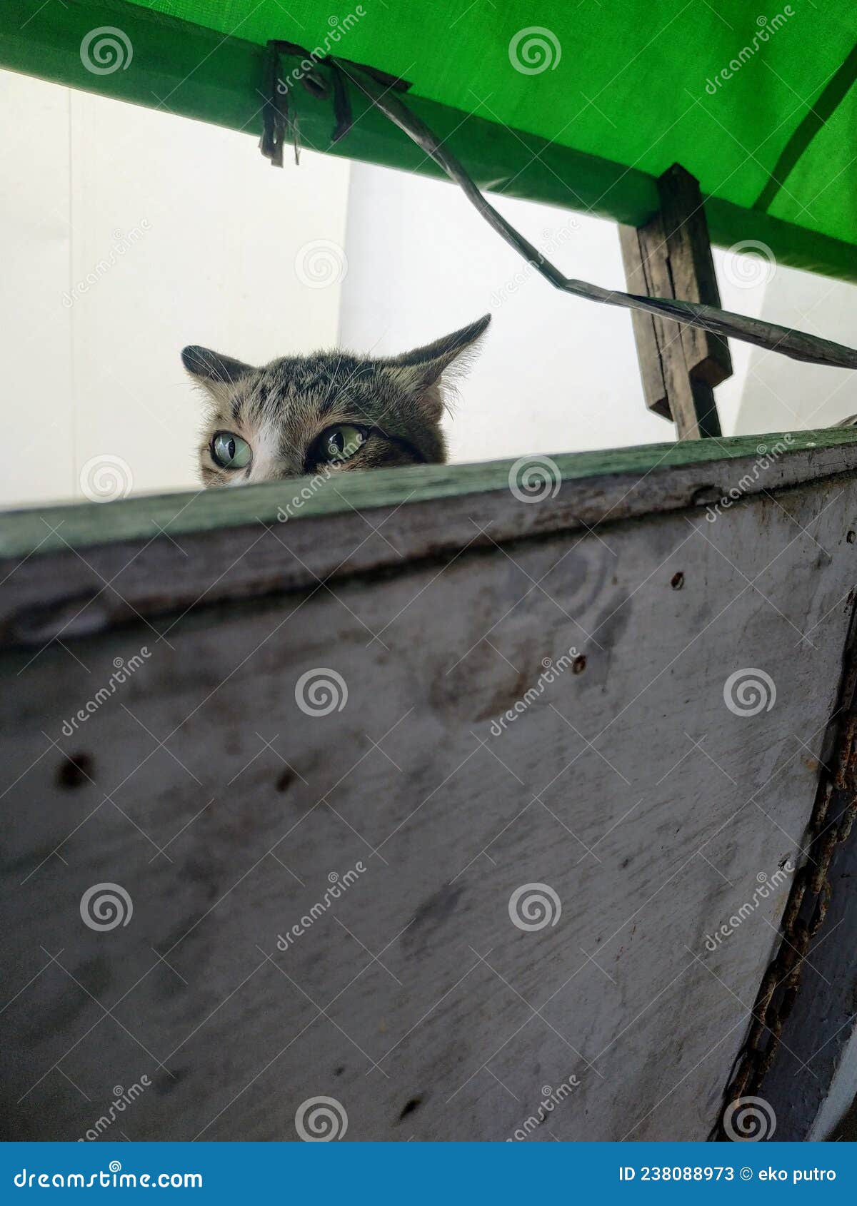 A Cat Peeking Behind the Wall Stock Image - Image of wall, hide: 238088973