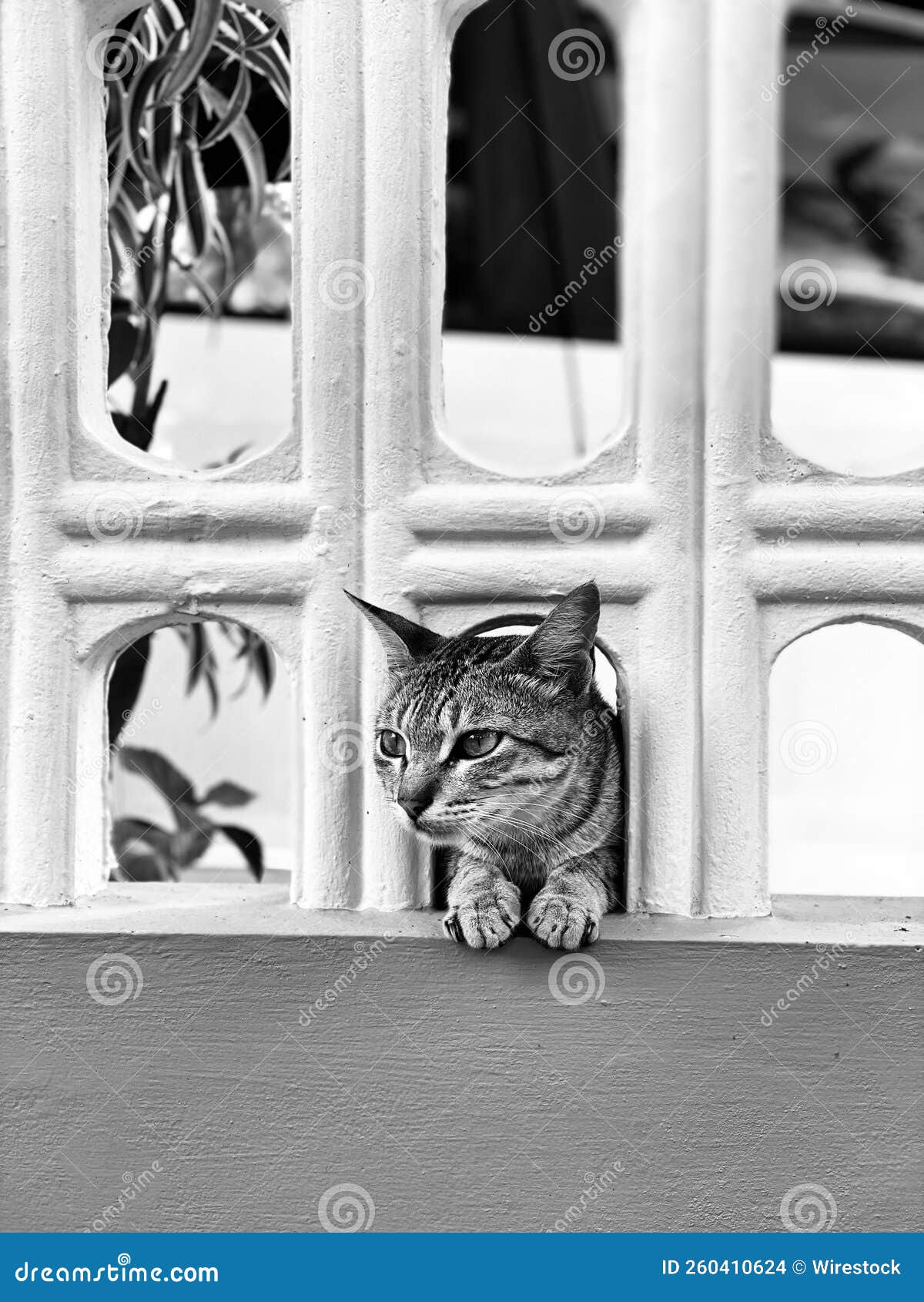 A Peeking Cat through the Fence Stock Photo - Image of monochrome ...