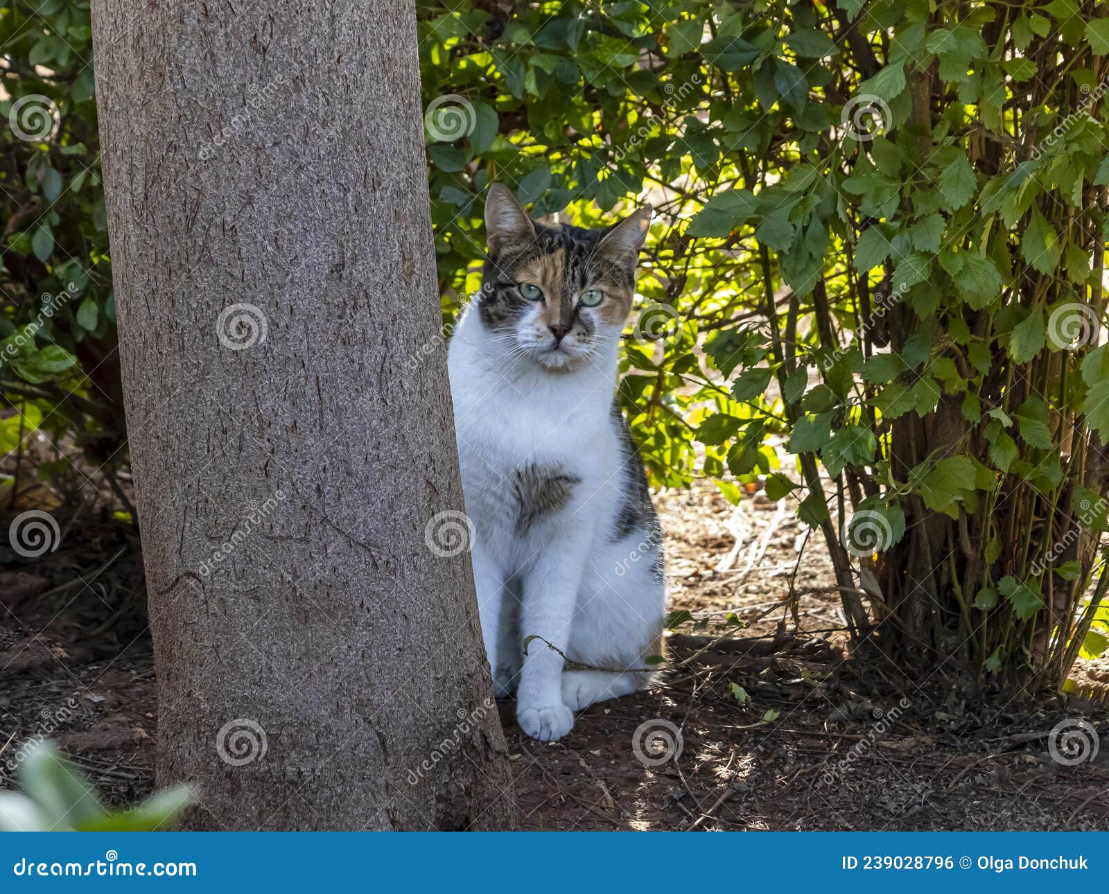 Cat Peeking Out from Behind the Tree Stock Photo - Image of tabby ...
