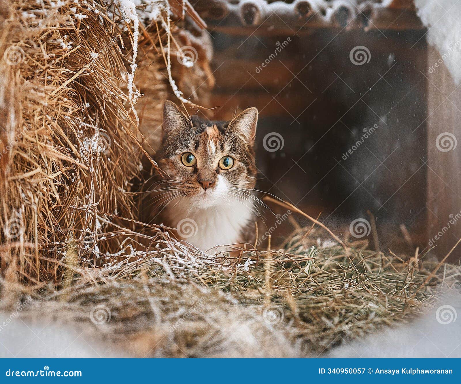 A Cat Peeking Out from a Haystack Inside a Barn Stock Illustration ...