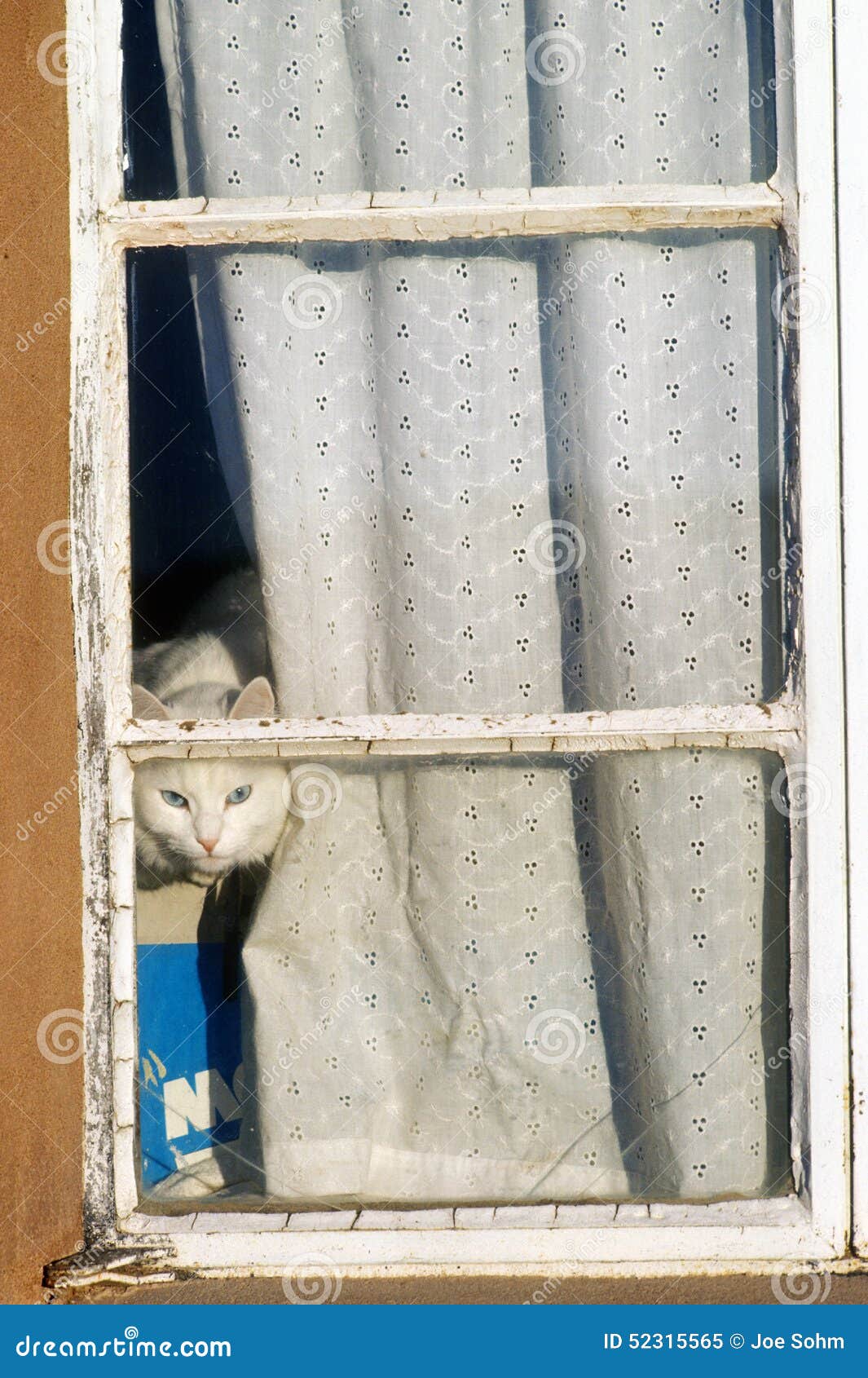 Cat peeking out of window editorial image. Image of domestic - 52315565