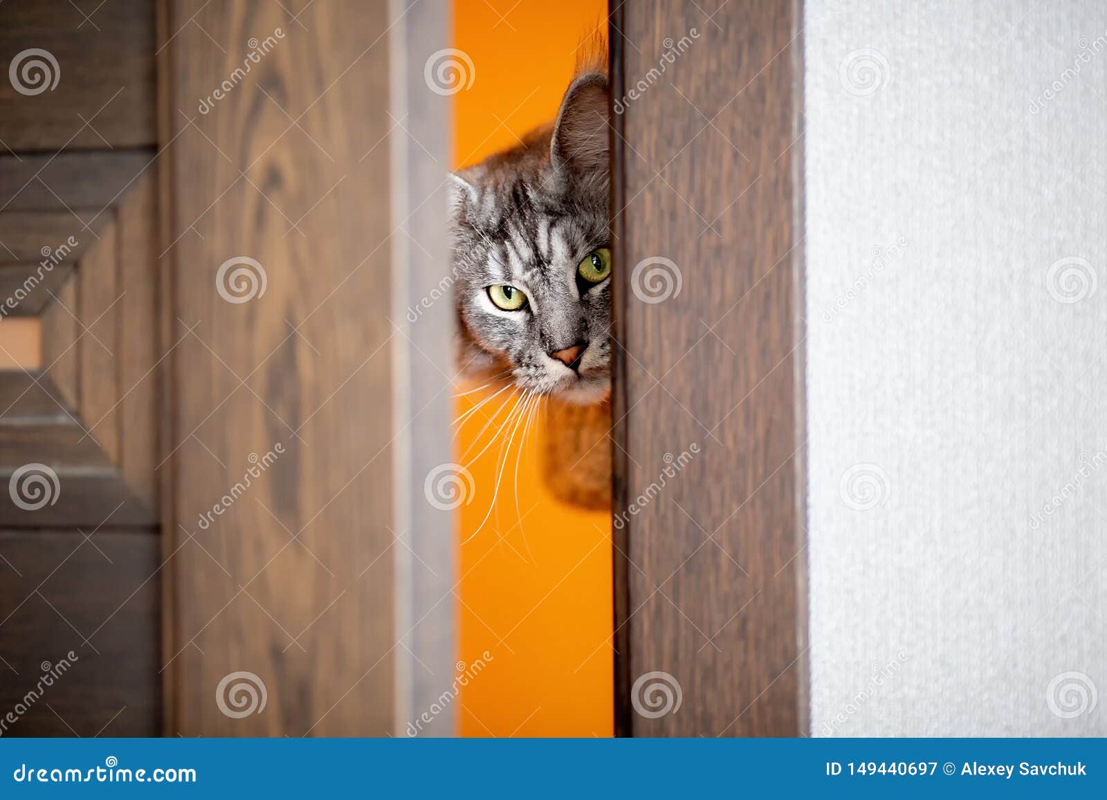 The cat peeks in the door stock image. Image of door - 149440697