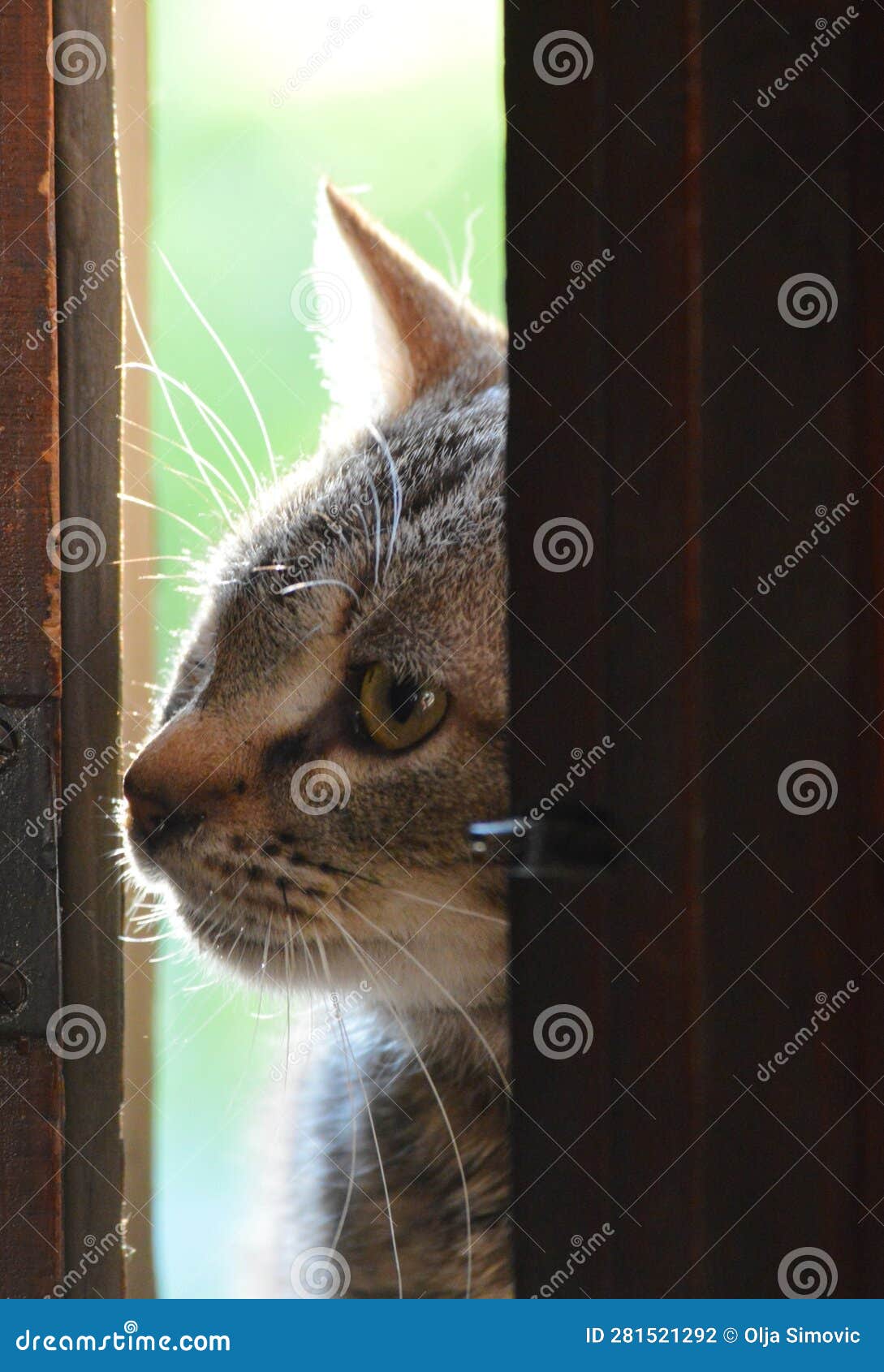 Cat peeks at the door stock photo. Image of whiskers - 281521292