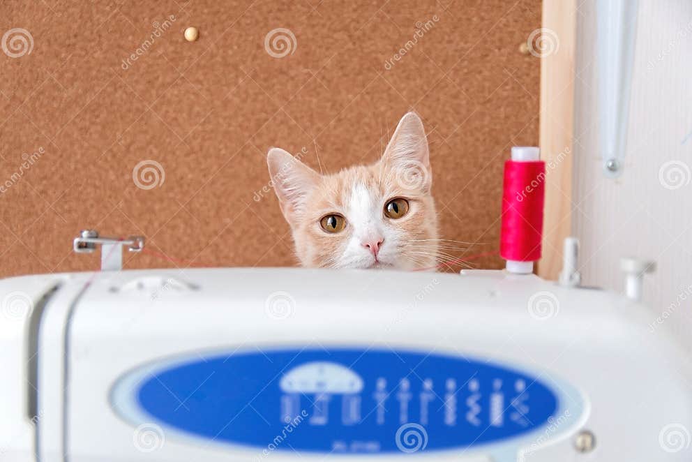 A Cat Peeks Out from Behind a Sewing Machine. the Concept of Needlework ...