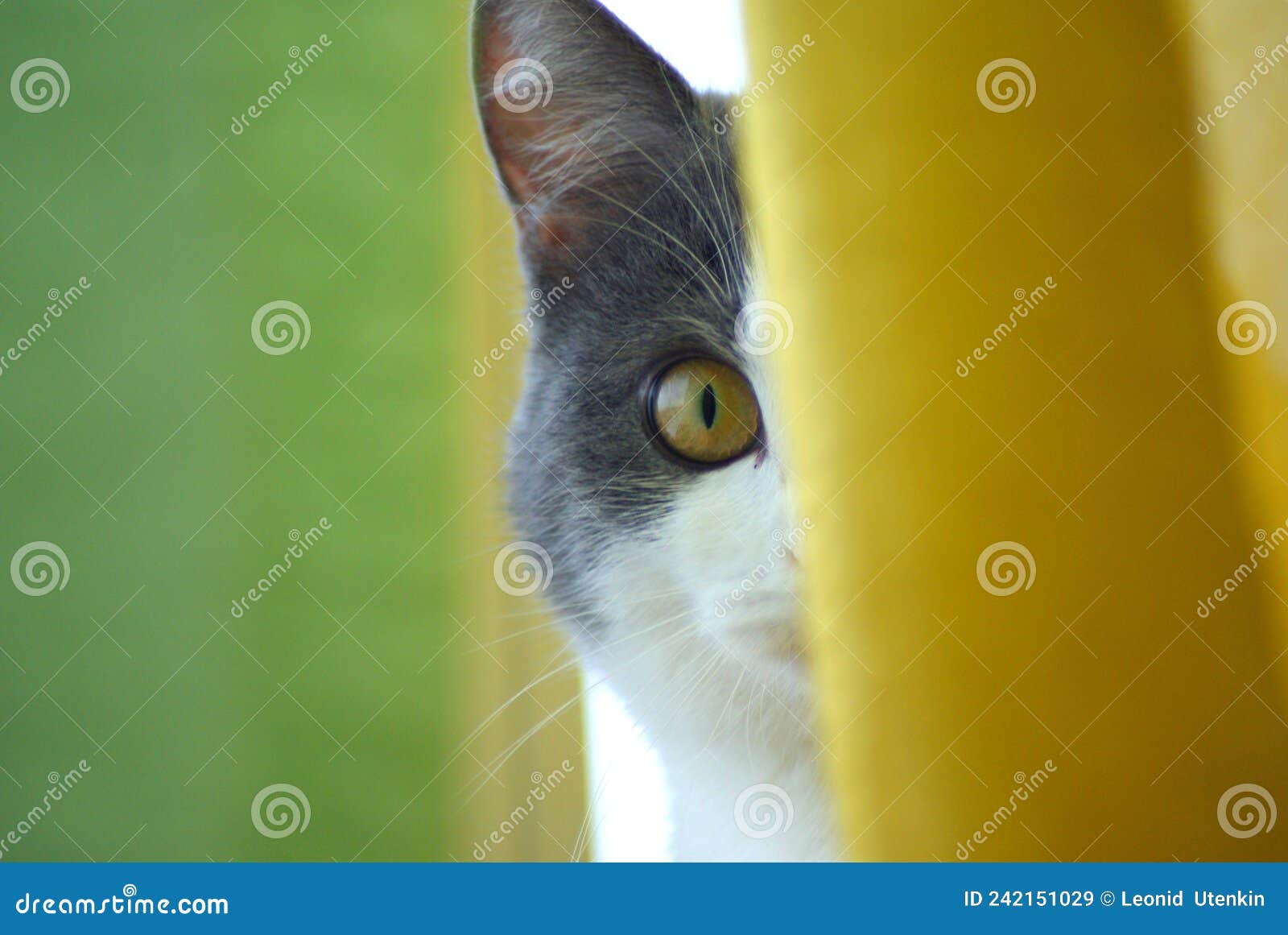 Cat peeping stock image. Image of green, skin, whiskers - 242151029