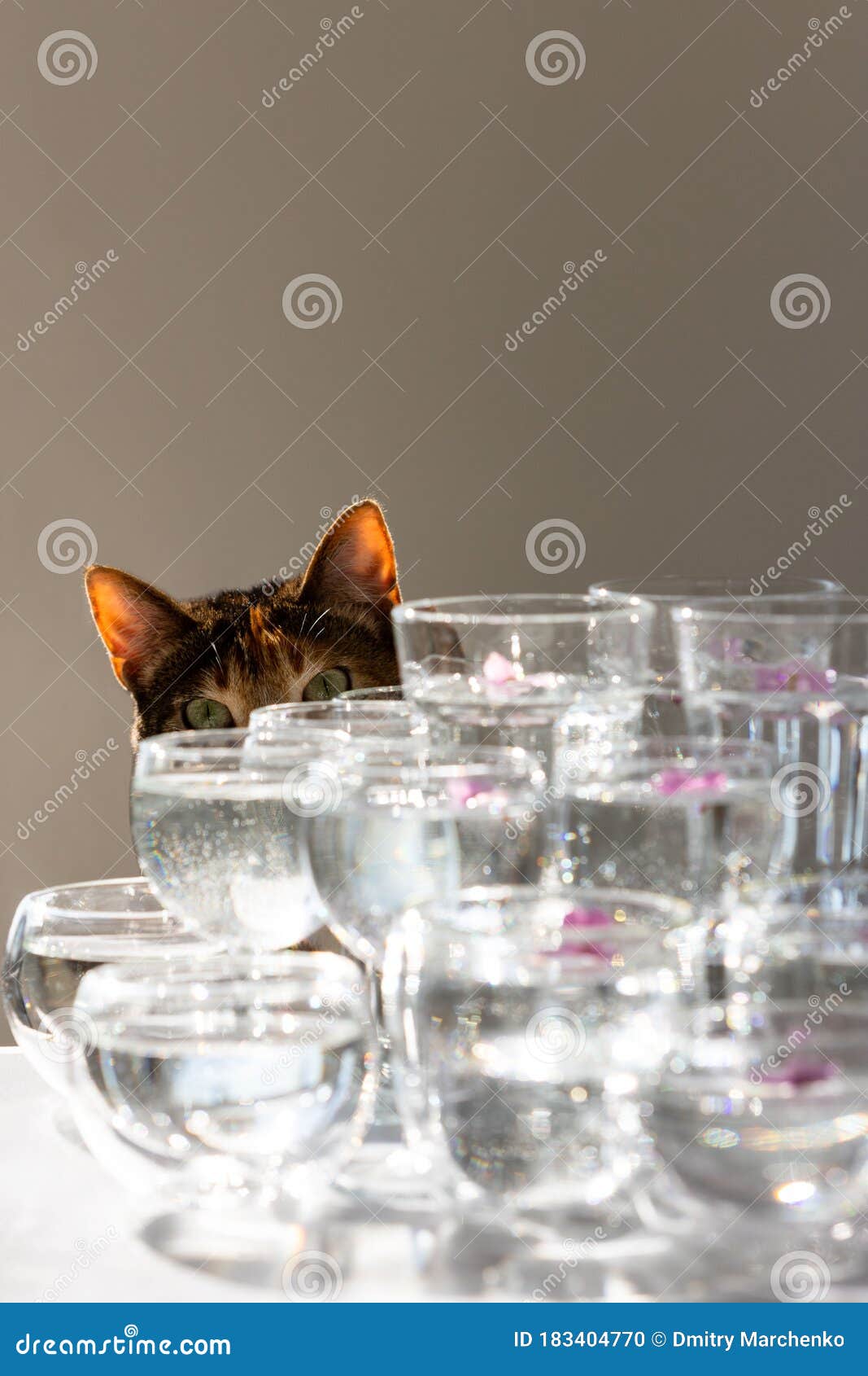 Cat Peeps from Behind Glasses of Water, Watching the Work of the ...