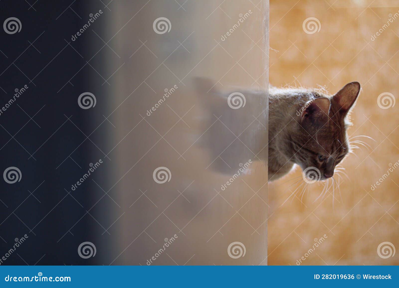 Cat Peering Around the Corner of a Wall, Looking Curious and Alert ...