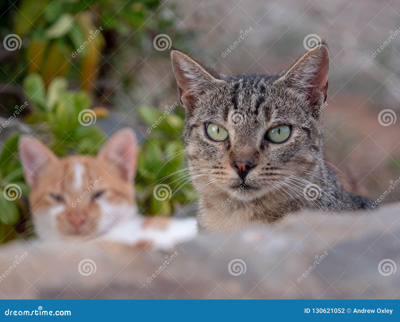 Cat Peering at Camera Over a Wall Stock Photo - Image of covert, feline ...