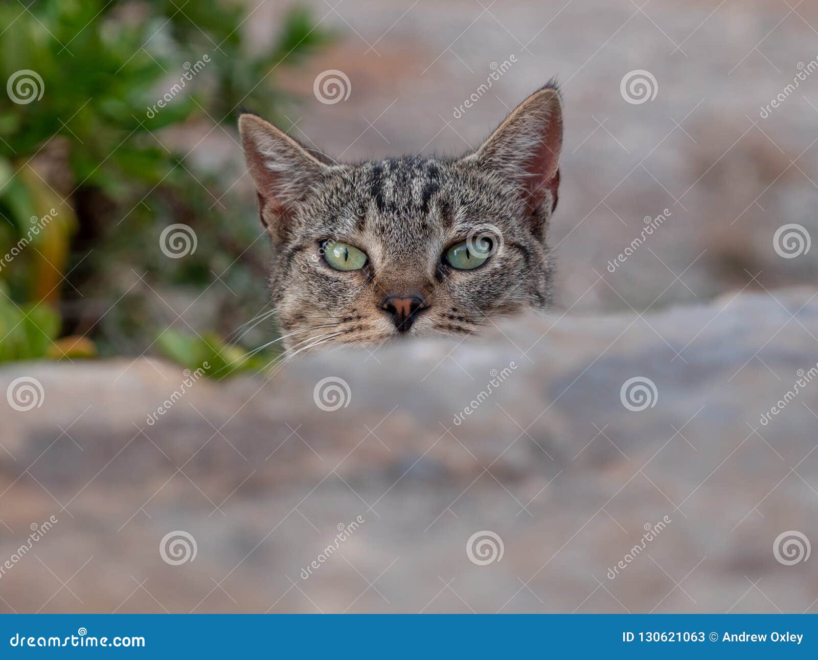 Cat Peering at Camera Over a Wall Stock Image - Image of feline, tabby ...