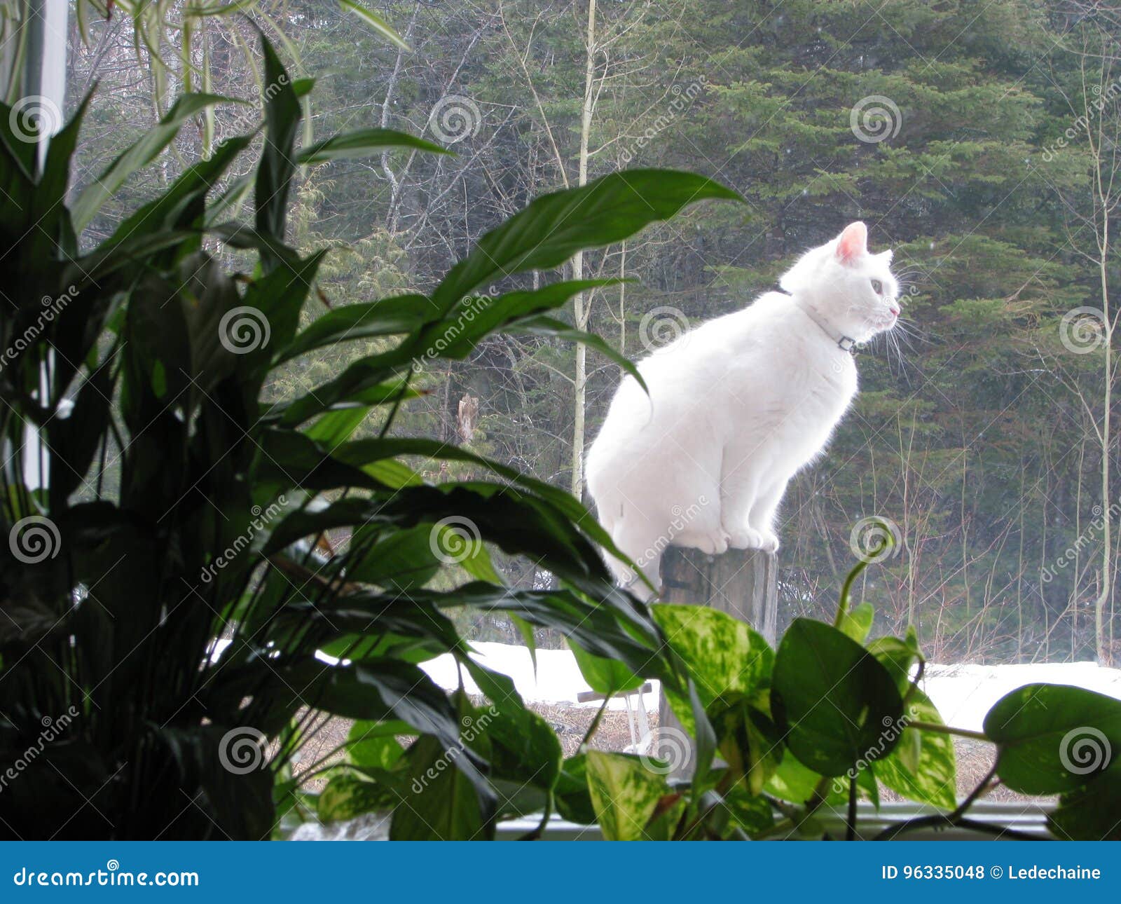 Cat perched outdoors stock photo. Image of curiosity - 96335048