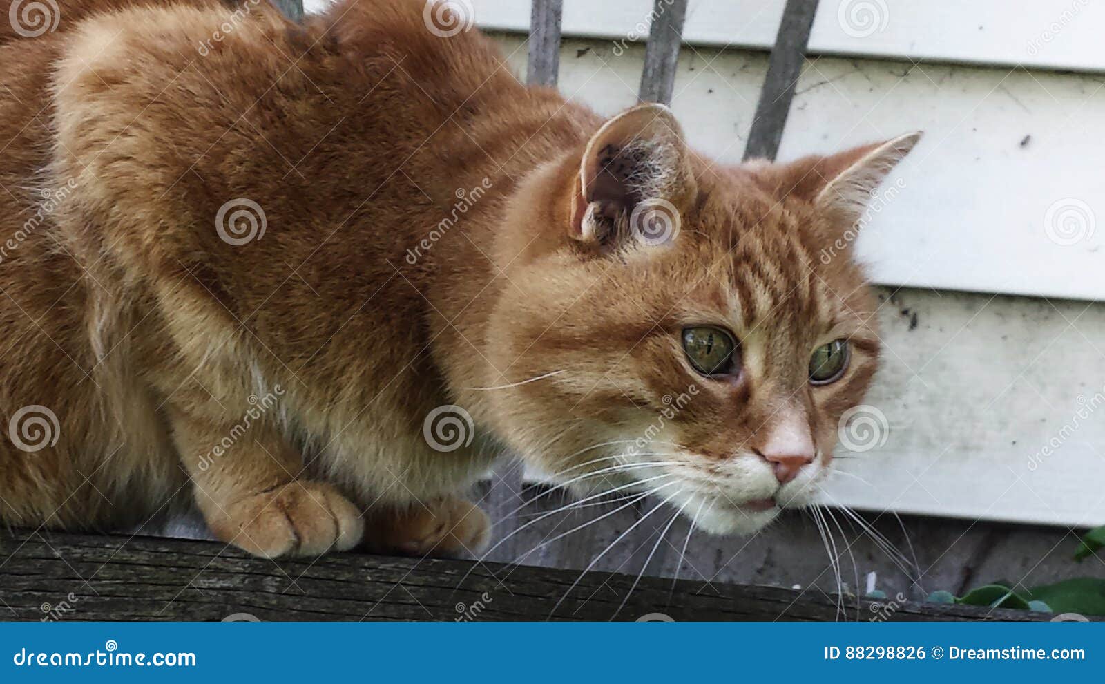 Cat Perched Ready To Pounce Stock Photo - Image of sunning, wildlife ...