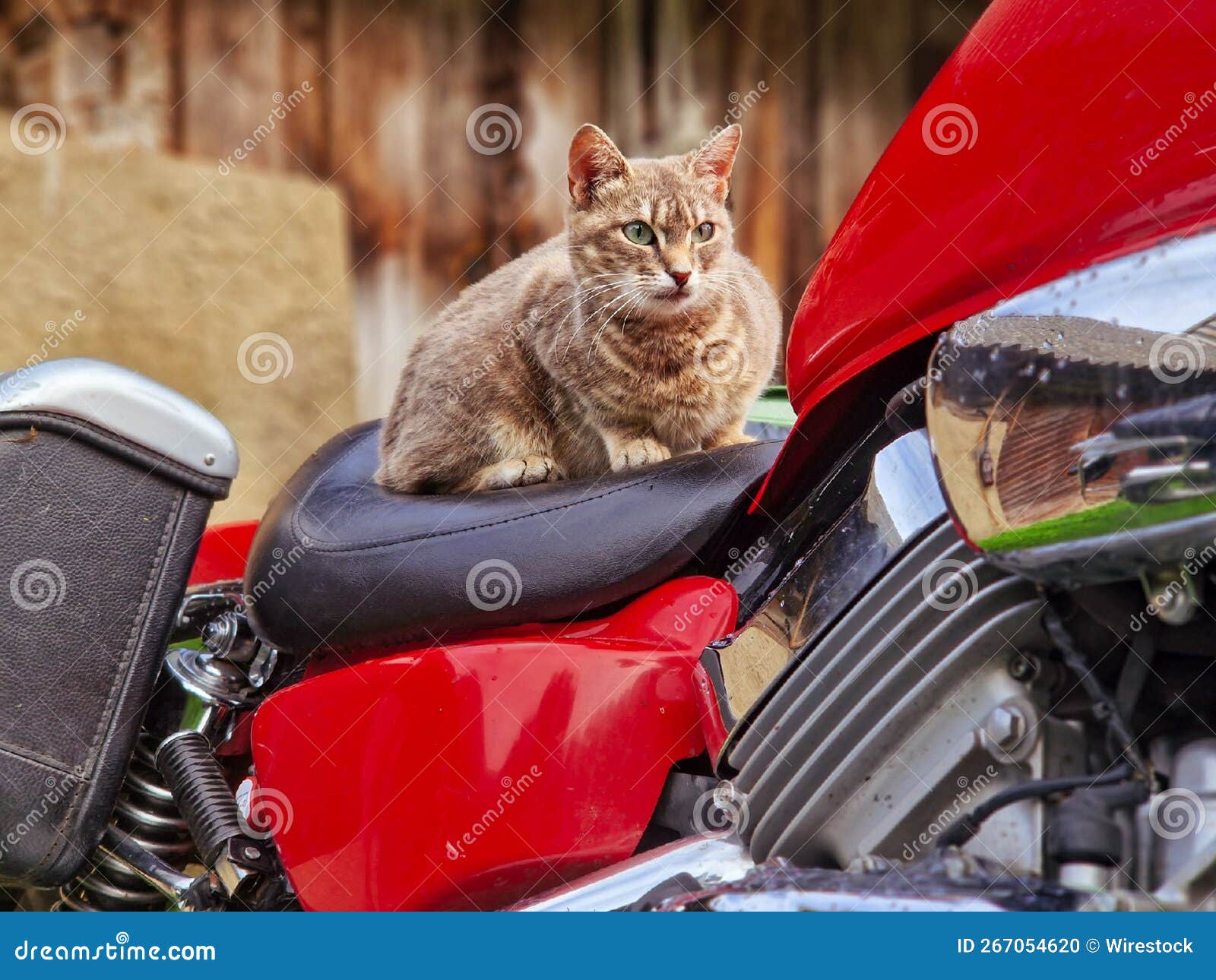 Cat perching on motorcycle stock photo. Image of feline - 267054620