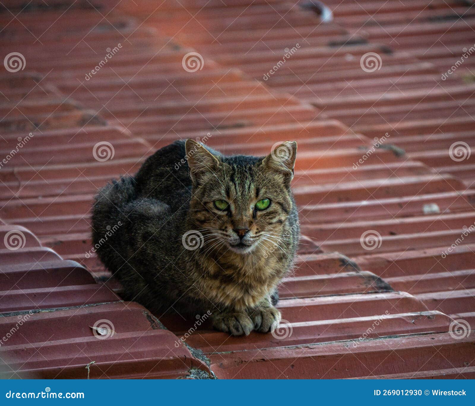 Cat perching on roof stock photo. Image of isolated - 269012930