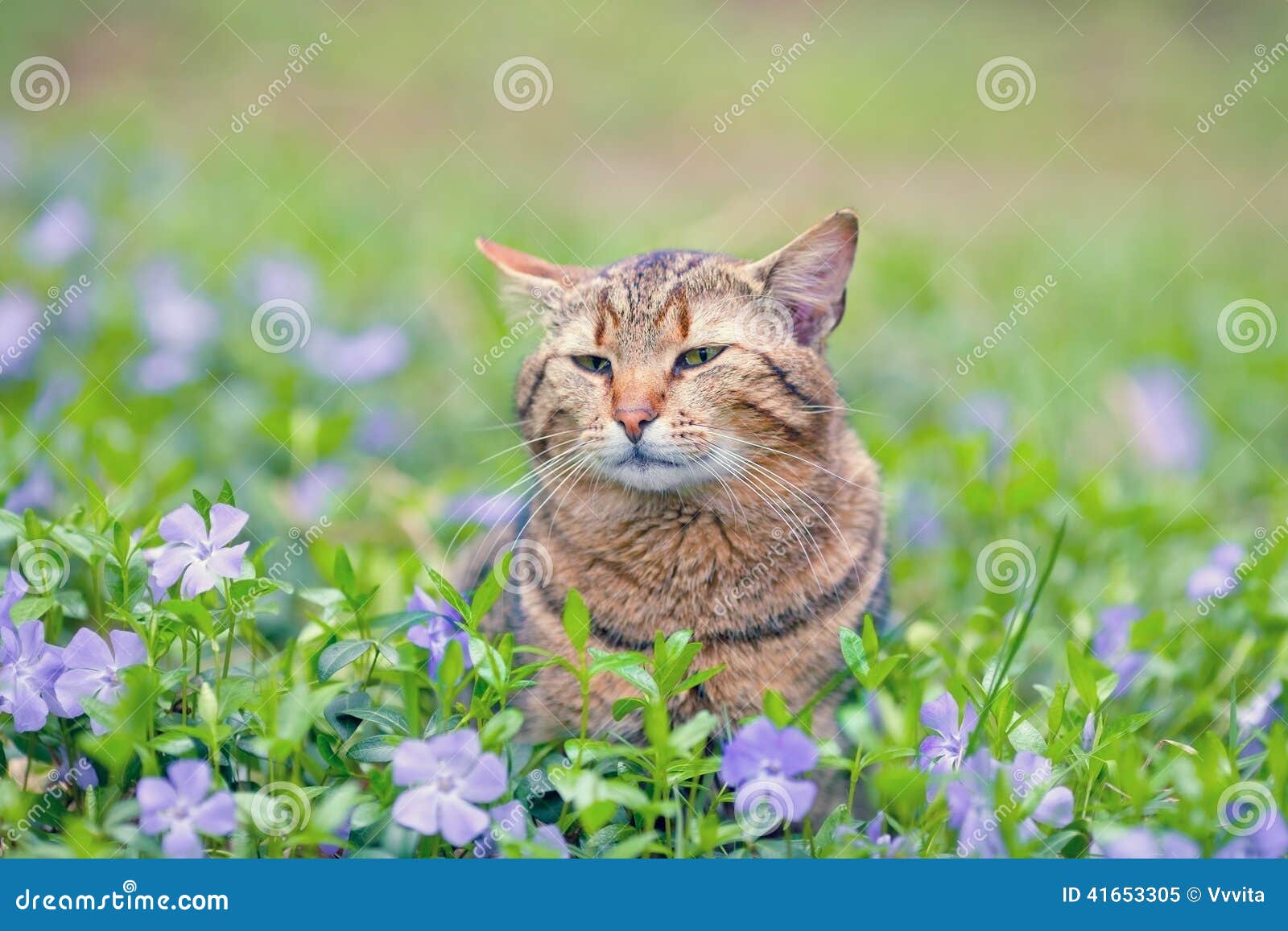 Cat on the periwinkle lawn stock image. Image of flora - 41653305