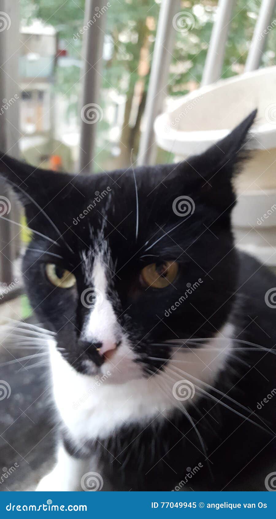 Cat stock image. Image of perspective, pets, animal - 77049945