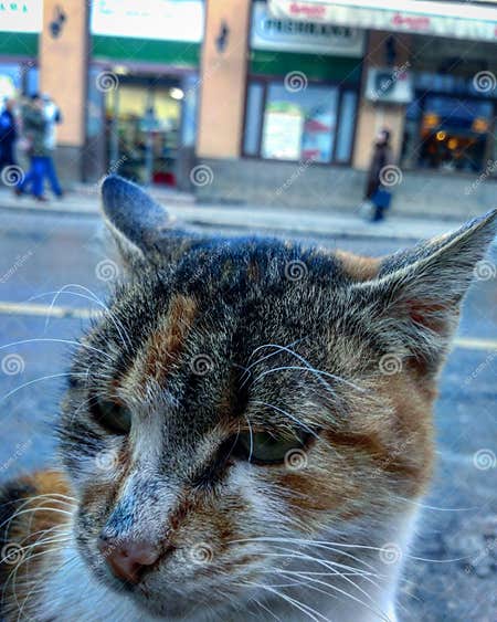 Cat Perspective stock photo. Image of fatcat, work, cute - 107078260