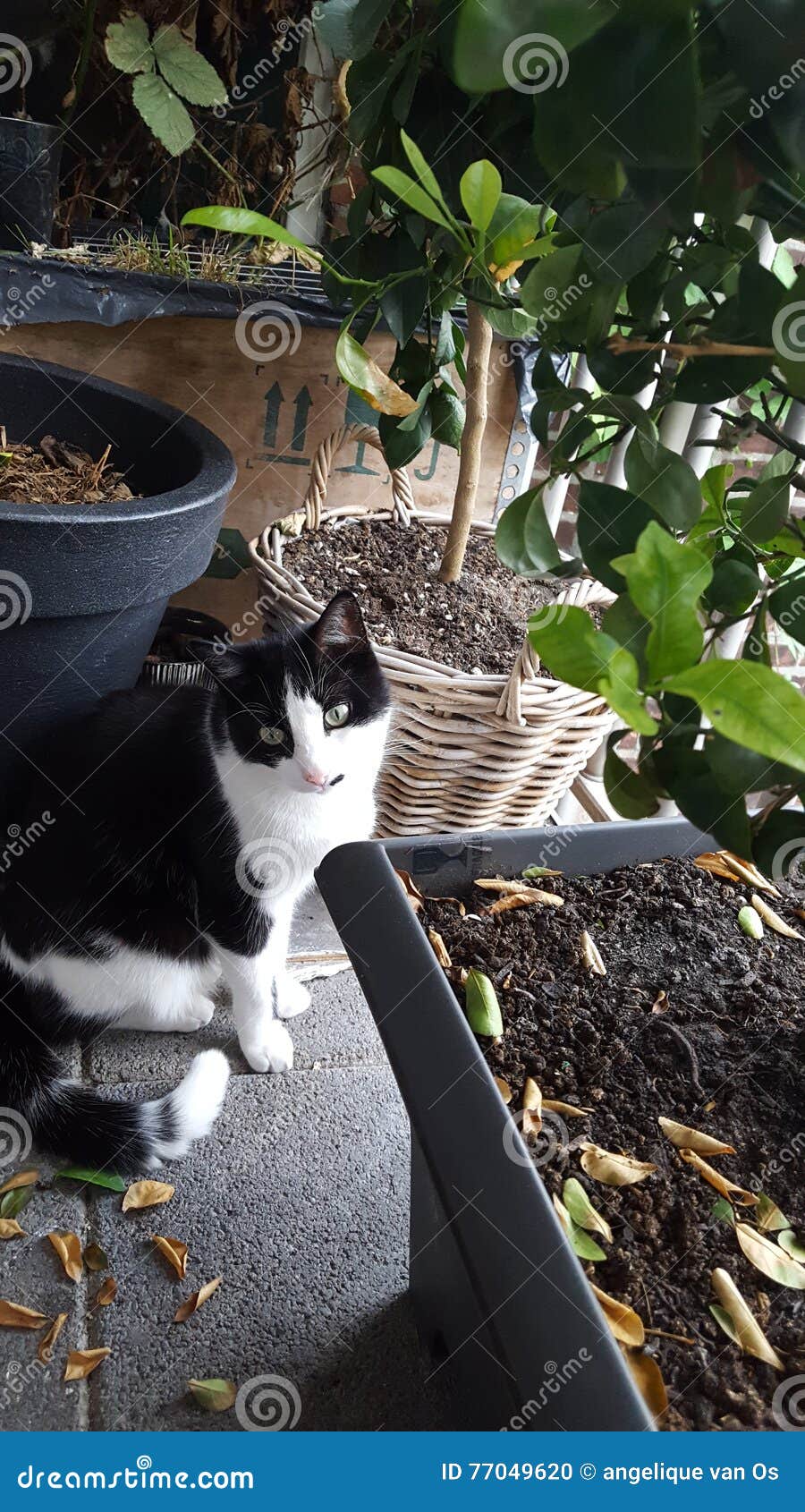 Cat perspective stock photo. Image of perspective, black - 77049620