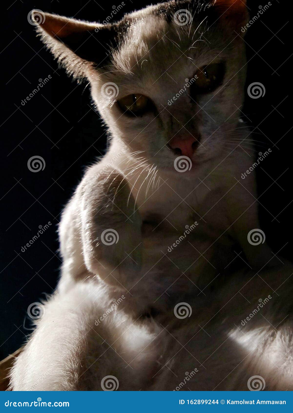 Cat, Pet, Animal, Cute, Itchy, Scratching Stock Photo - Image of cute ...