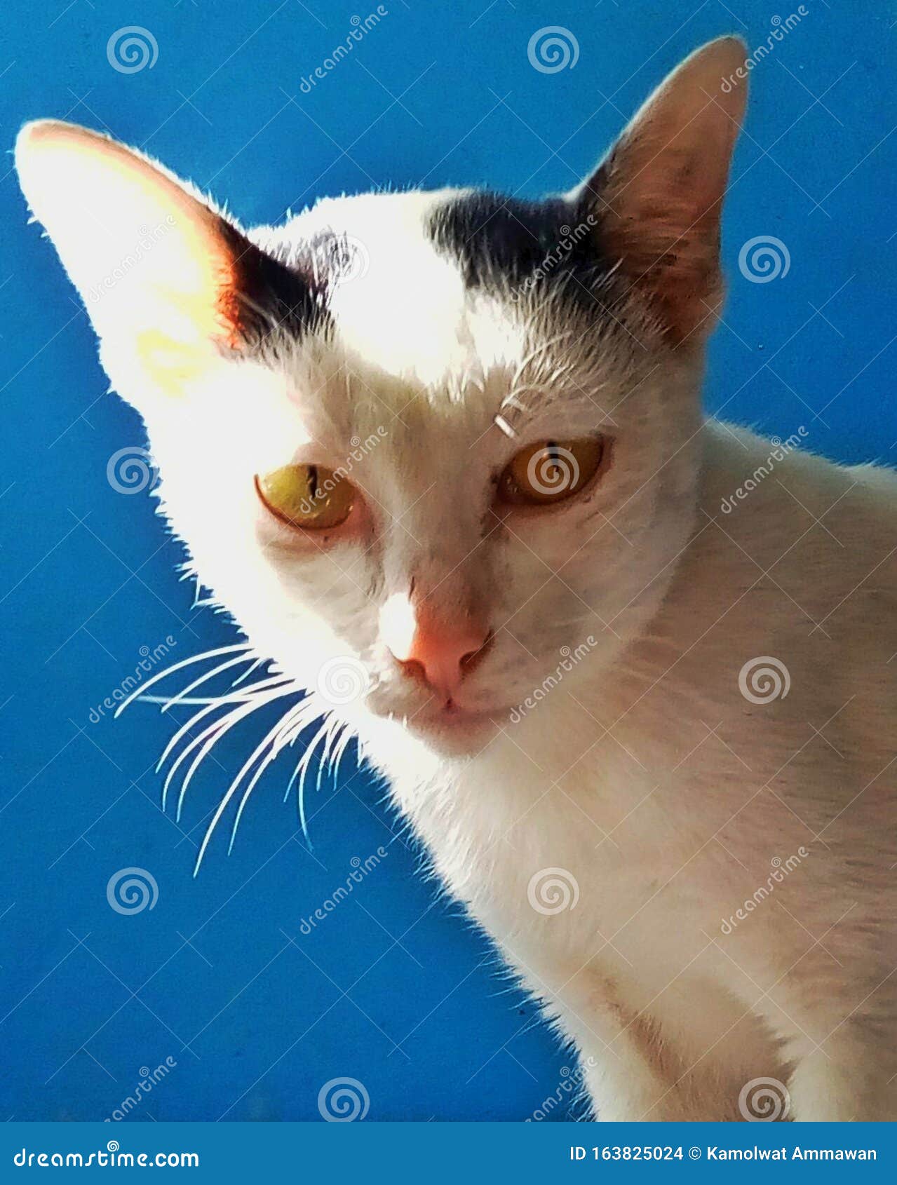 Cat, Pet, Animal, Cute, Itchy, Scratching Stock Photo - Image of cute ...