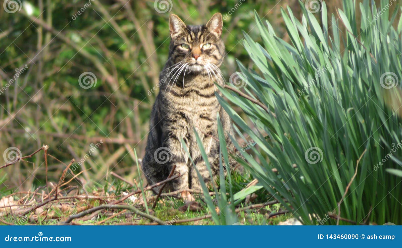 Cat stock photo. Image of feliscatus, outside, animals - 143460090