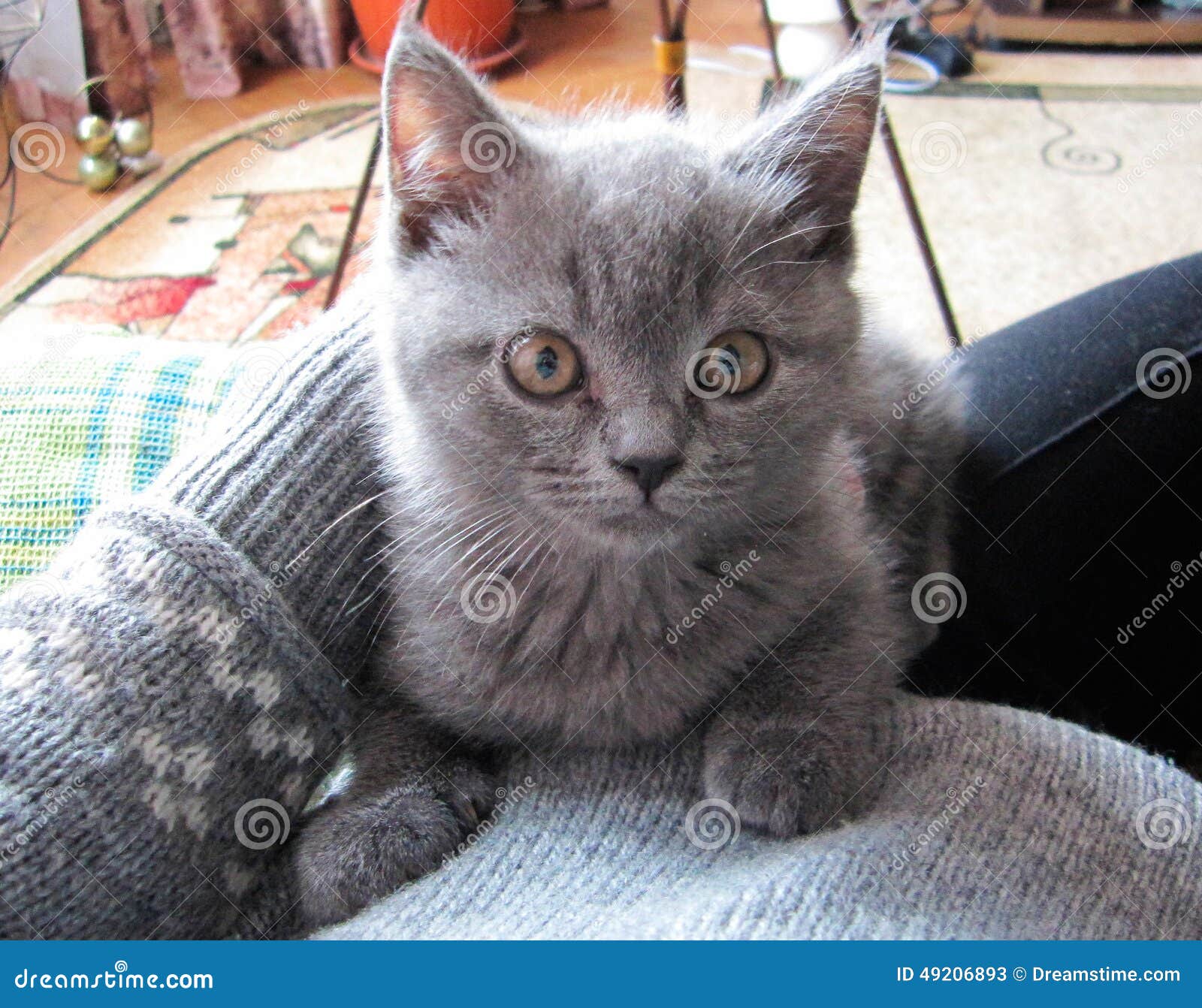 Cat stock image. Image of grey, small, pretty, animals - 49206893