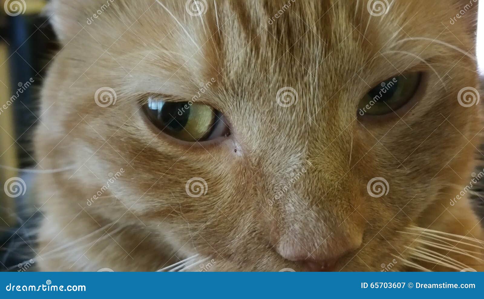Cat stock image. Image of closeup, gold, colored - 65703607