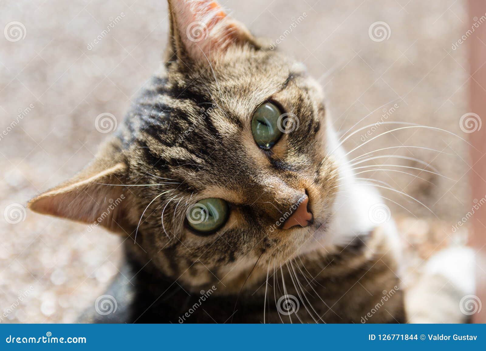 Cat stock photo. Image of animal, home, cute - 126771844