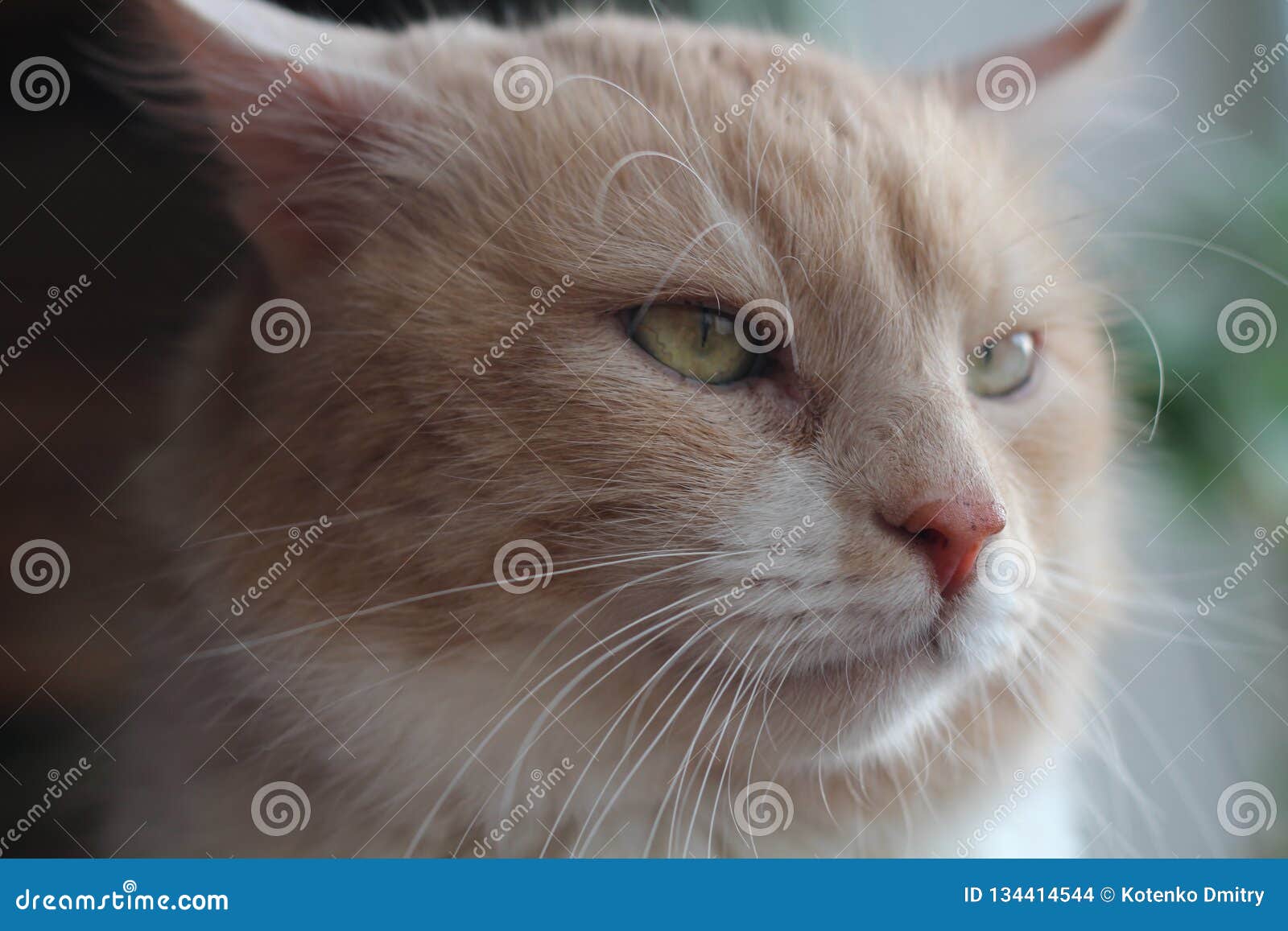 Cat pet, large head. stock photo. Image of head, muzzle - 134414544