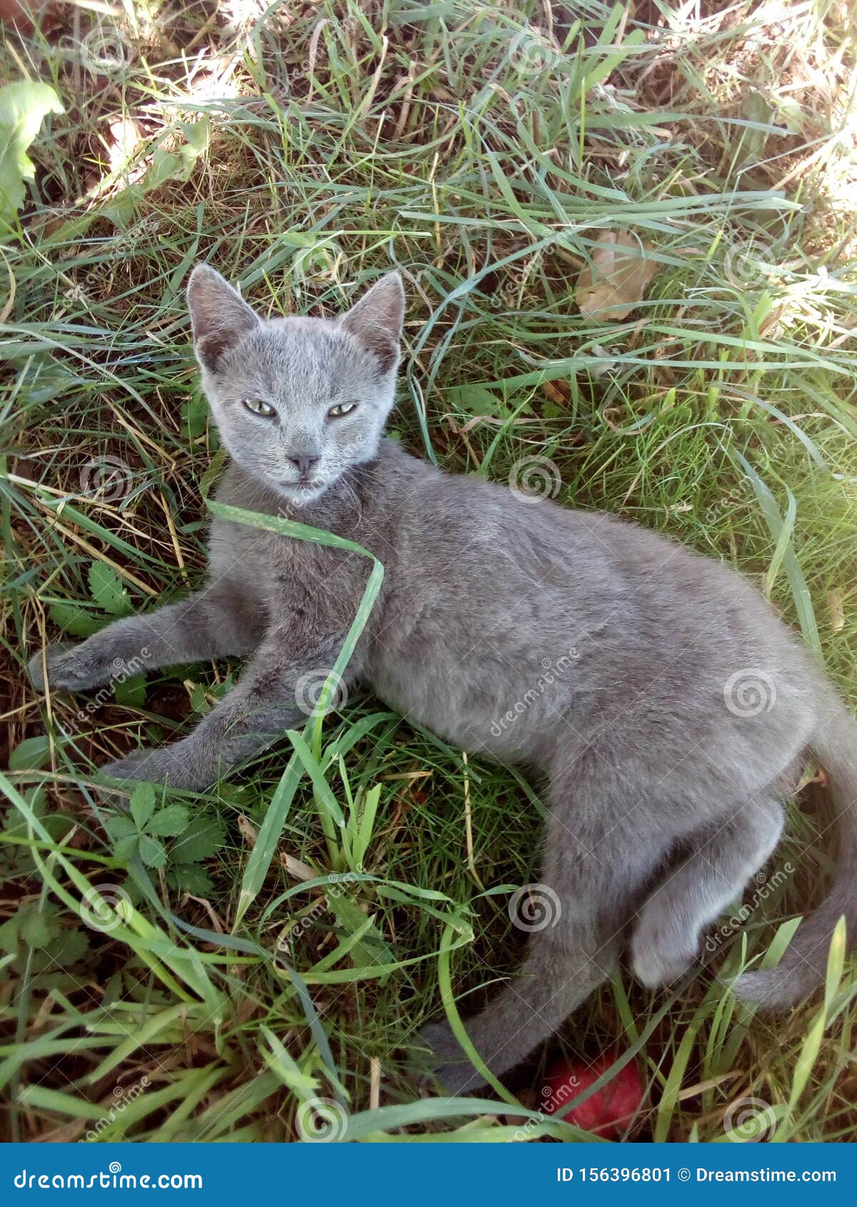 Cat, Pet, Sigh, Grey Cat, Aplle Stock Image - Image of sigh, grey ...