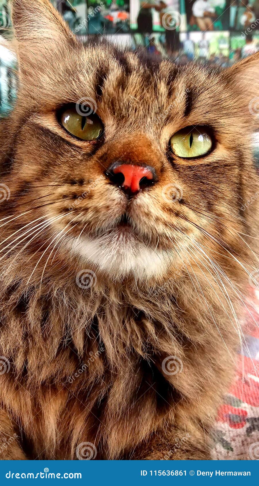 Cat stock image. Image of domestic, pets, tigercat, animals - 115636861