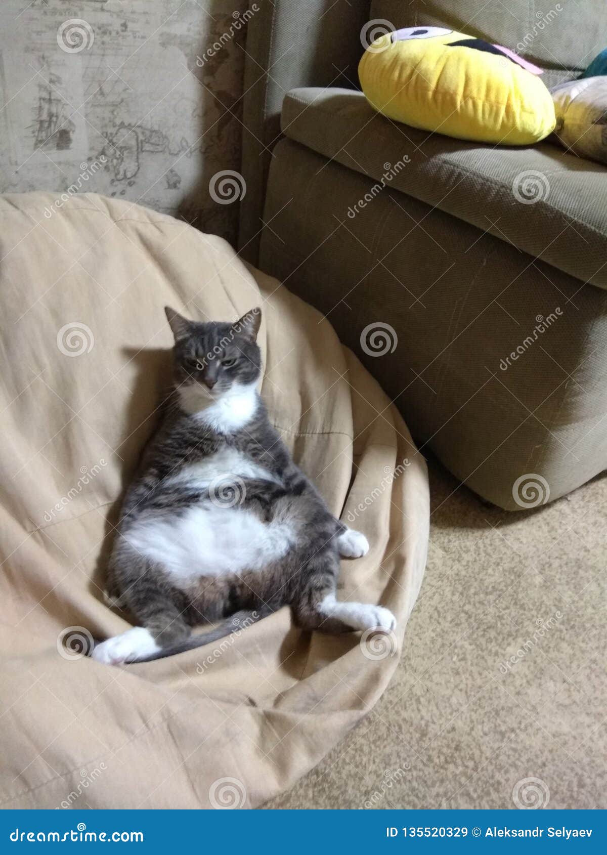 Cat philosopher stock image. Image of sitting, looks - 135520329