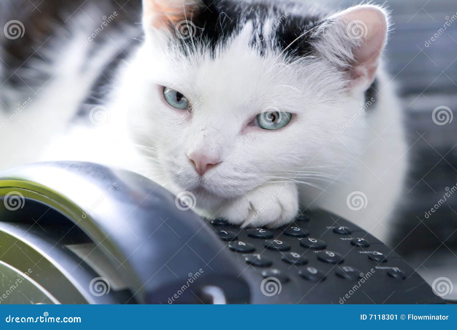 Cat on the phone! stock image. Image of facial, feline - 7118301