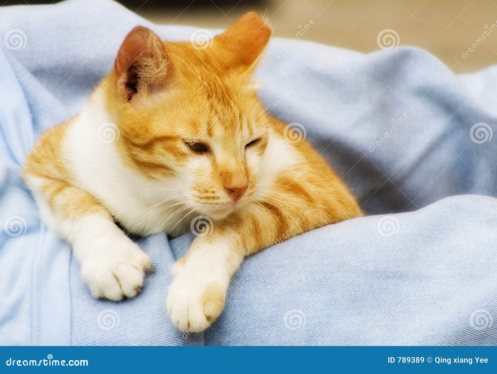 Cat photo - Alert stock image. Image of contemplate, think - 789389