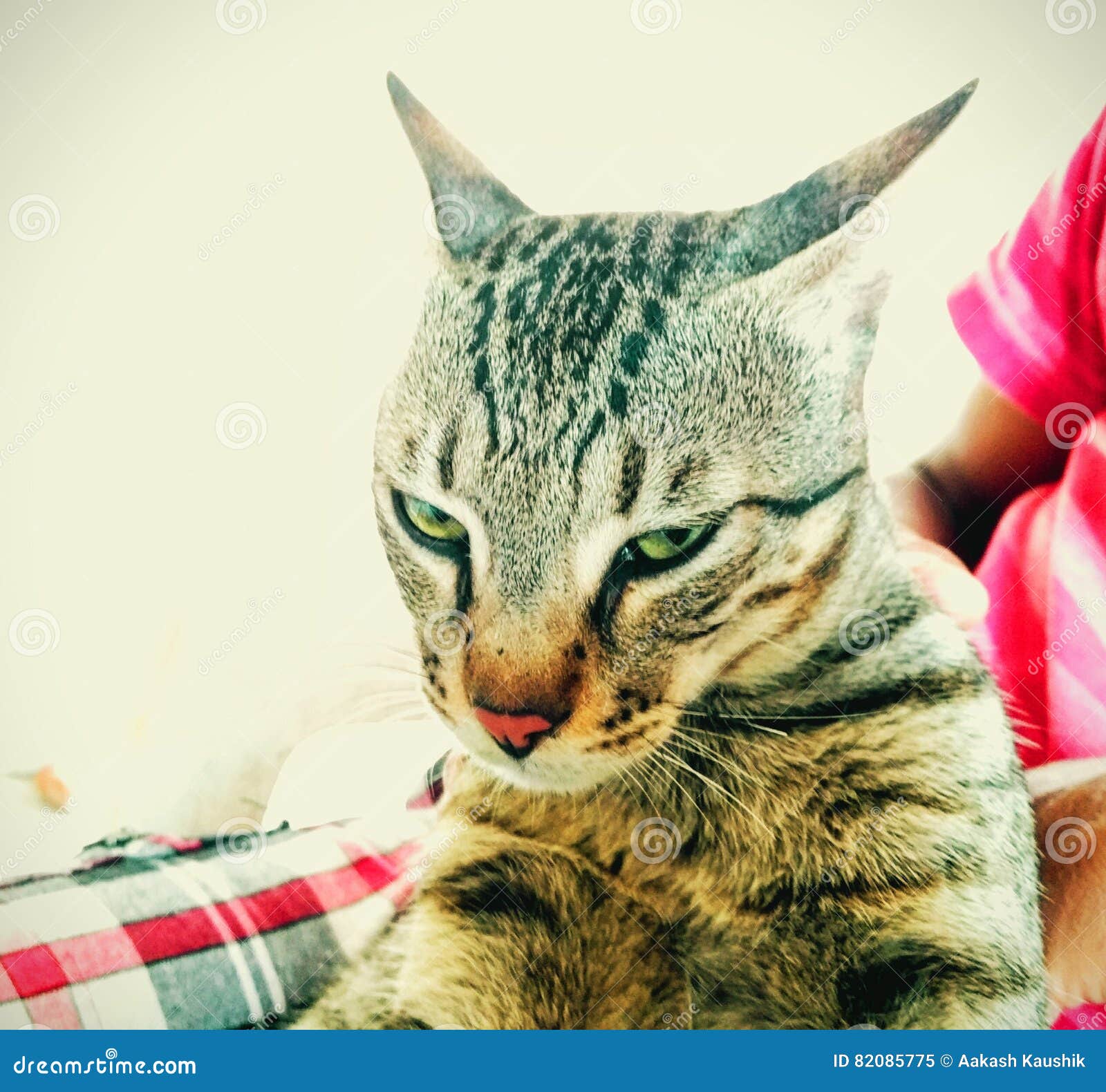 Cat stock image. Image of animals, pets, attitude, cats - 82085775