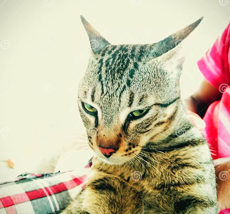 Cat stock image. Image of animals, pets, attitude, cats - 82085775