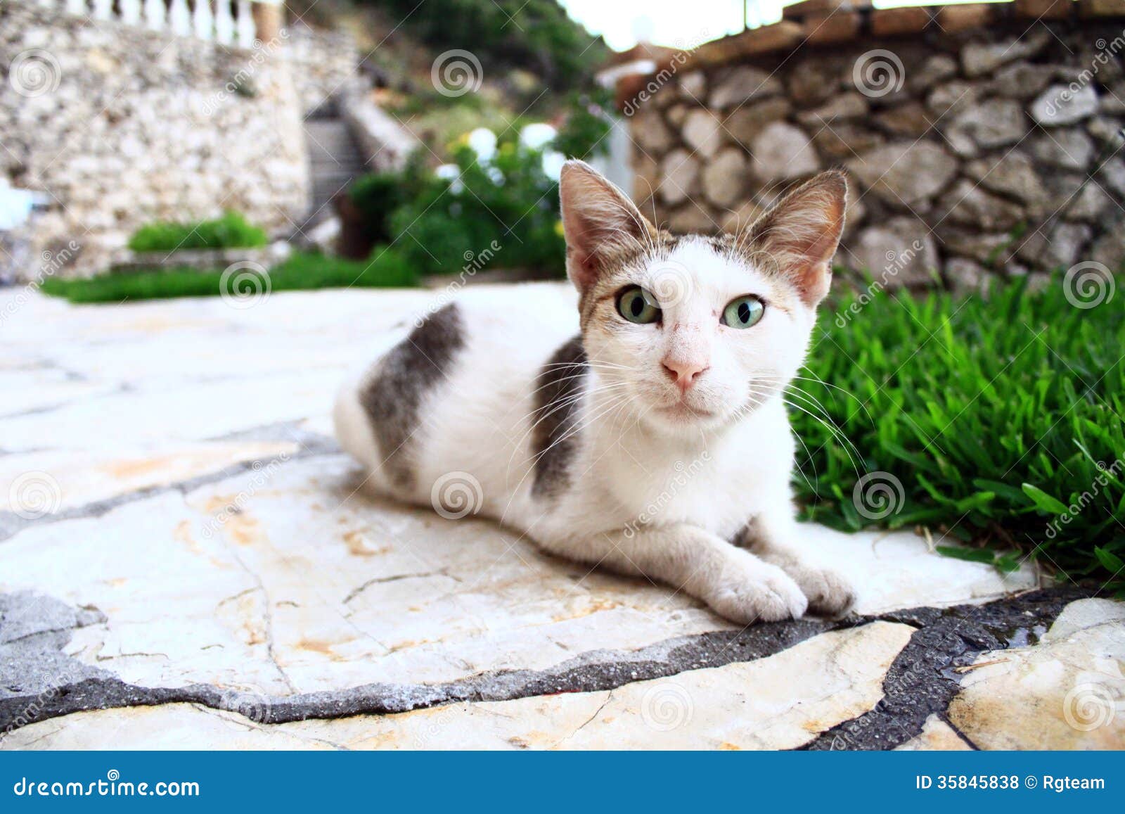 Cat stock photo. Image of greece, kitty, animal, corfu - 35845838