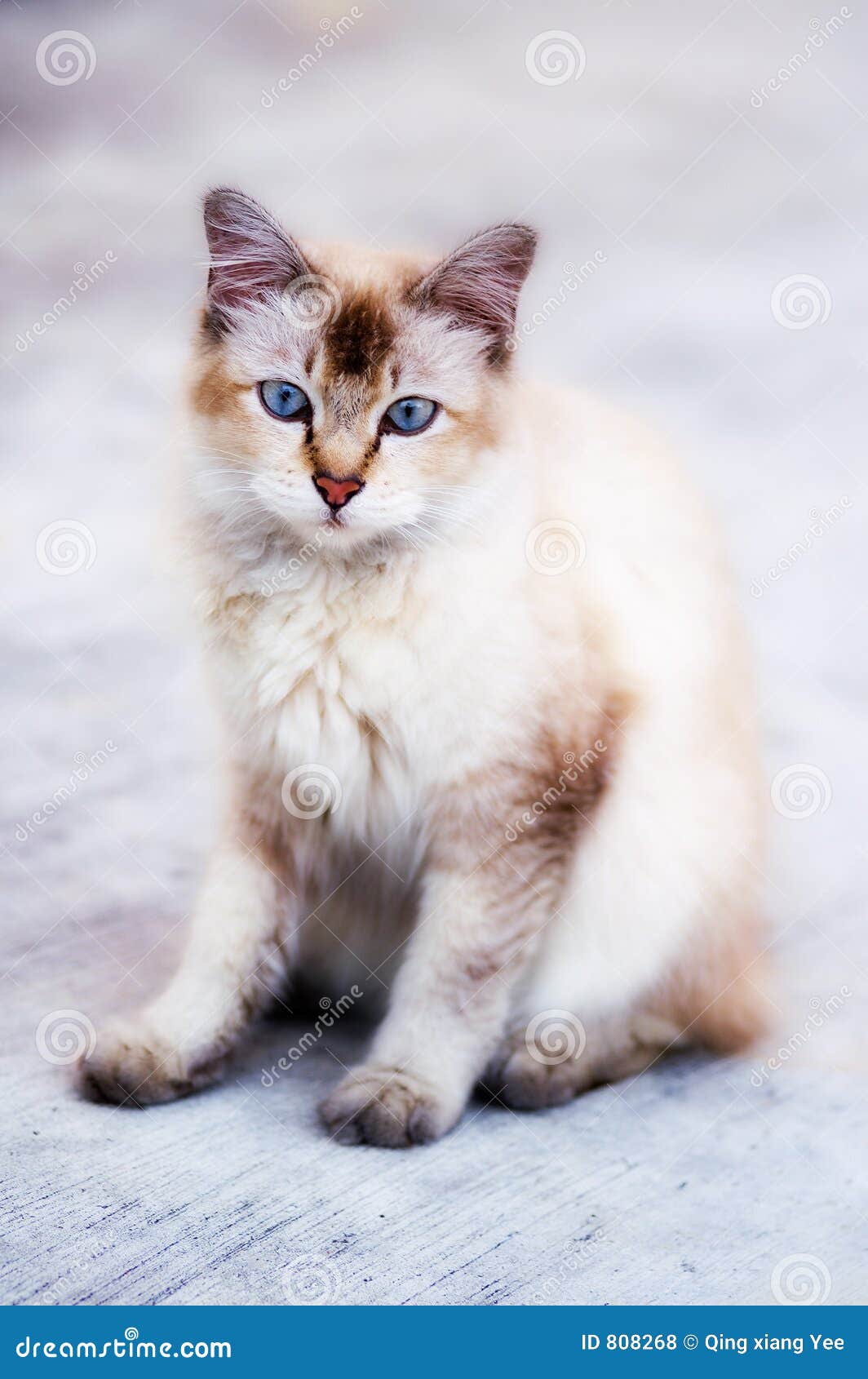 Cat photo - Curious stock photo. Image of alert, beautiful - 808268