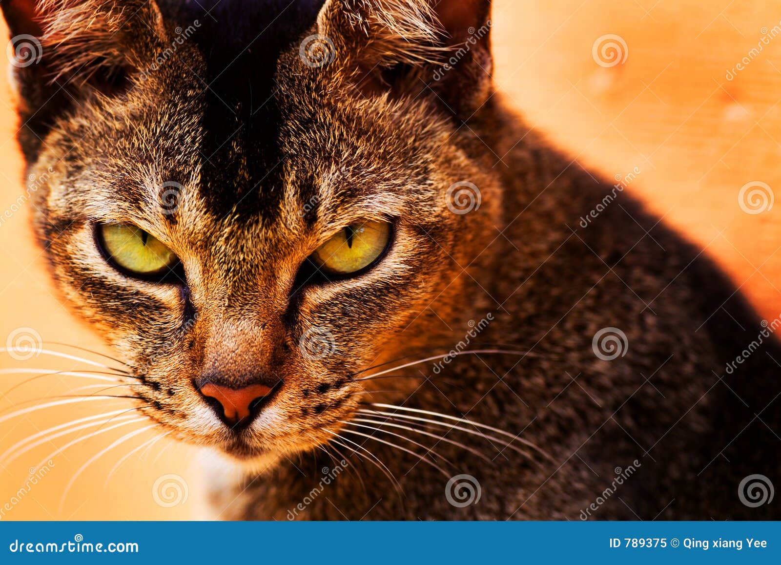Cat Disdain Stock Photos - Free & Royalty-Free Stock Photos from Dreamstime