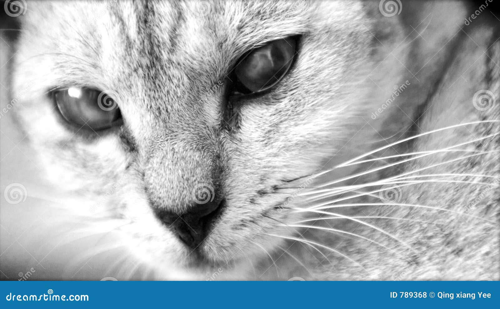 Cat photo - Evil stare stock photo. Image of monochromatic - 789368