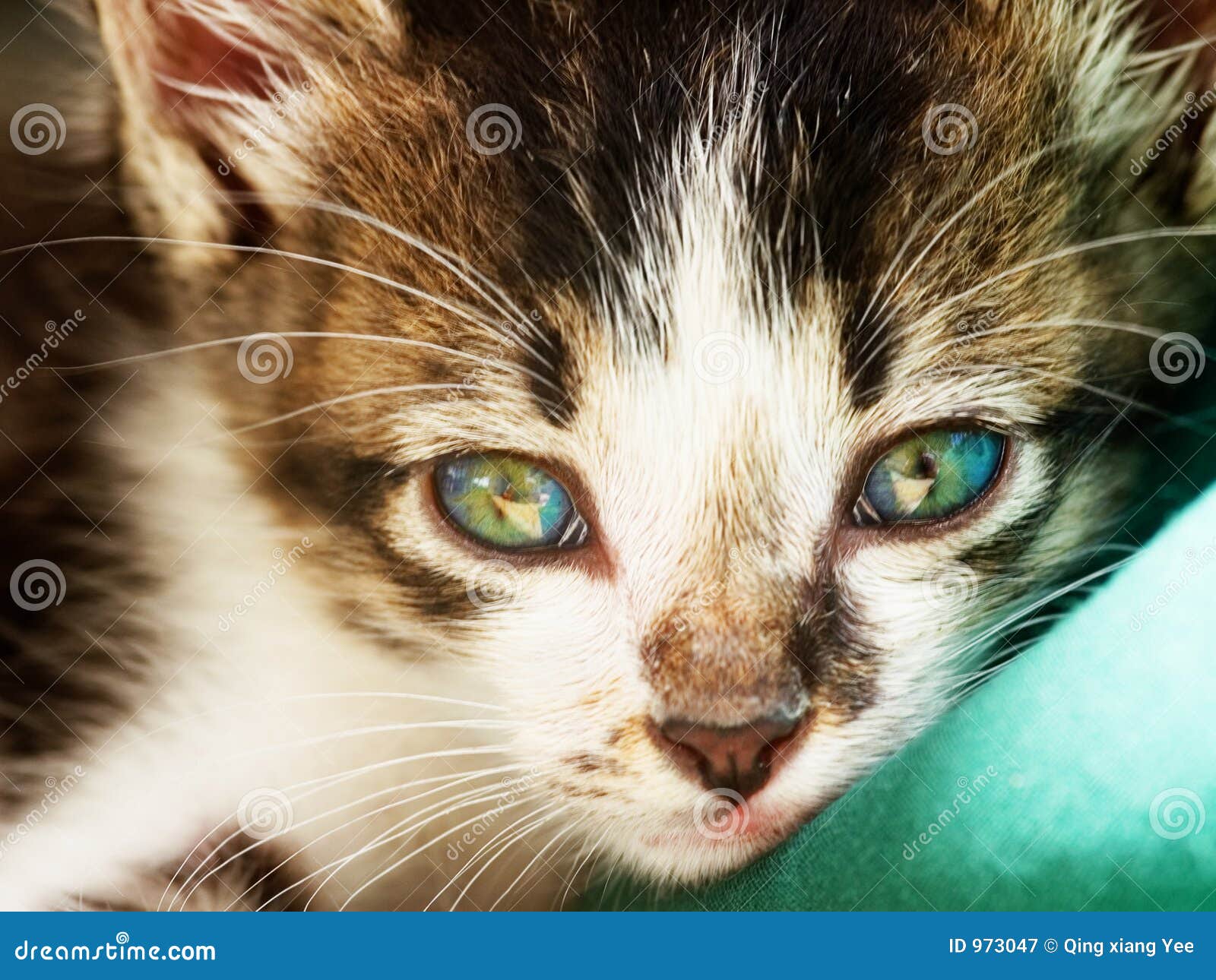 Cat photo - Intense look stock image. Image of angelic - 973047