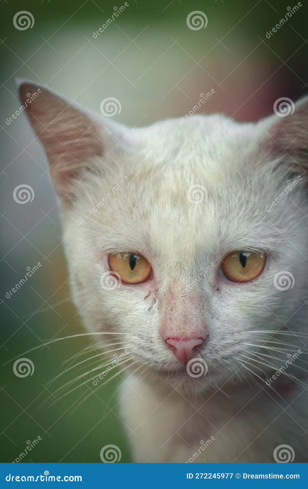 Cat Photo Looking Forward Focus Stock Image - Image of looking, forward ...
