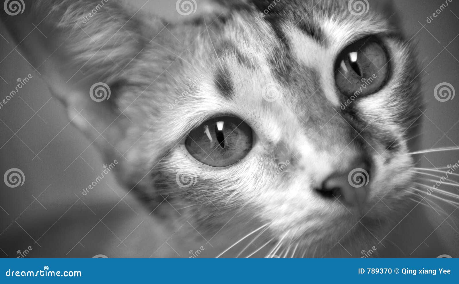 Cat photo - Please? stock photo. Image of fail, lonely - 789370