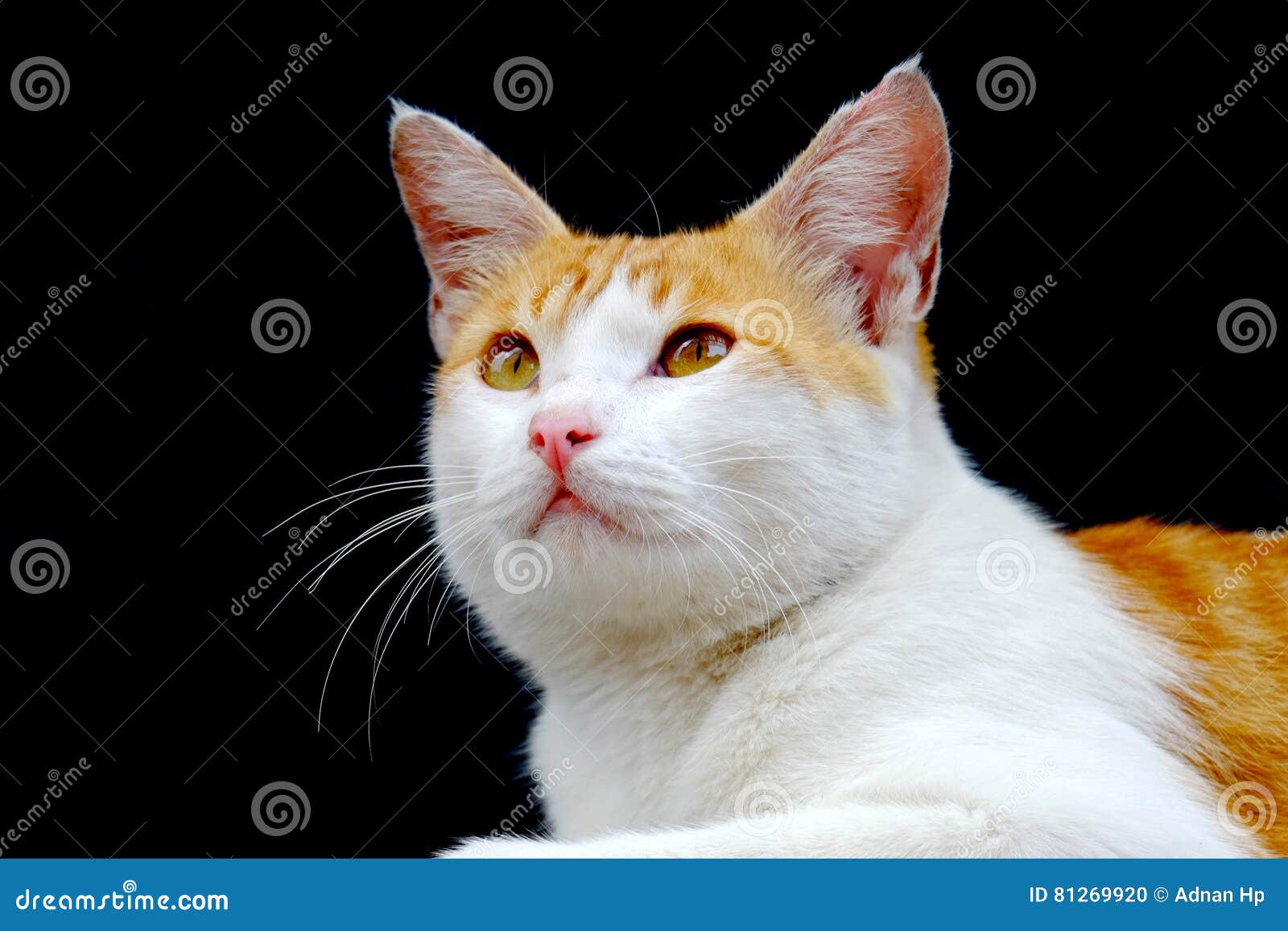 Cat Photographed from the Side Stock Photo - Image of cute, face: 81269920
